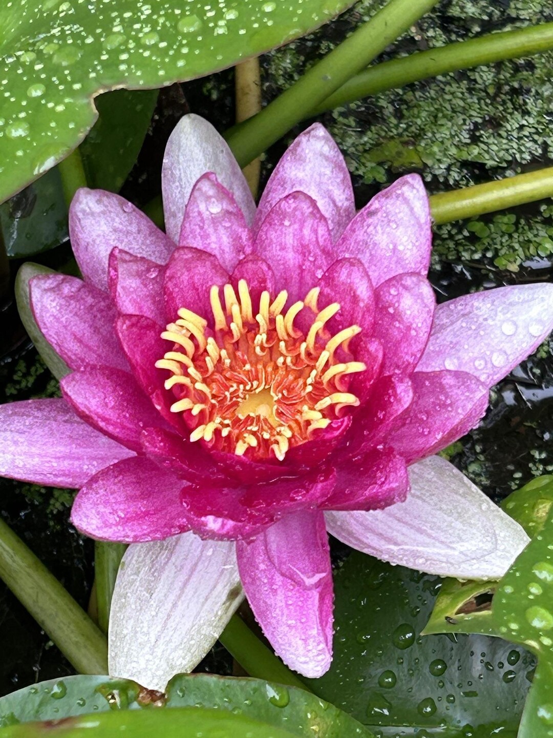 連休に予定していた山行が雨で中止(´°̥... / 💖🐰Roco🐰💖さんのモーメント | YAMAP / ヤマップ