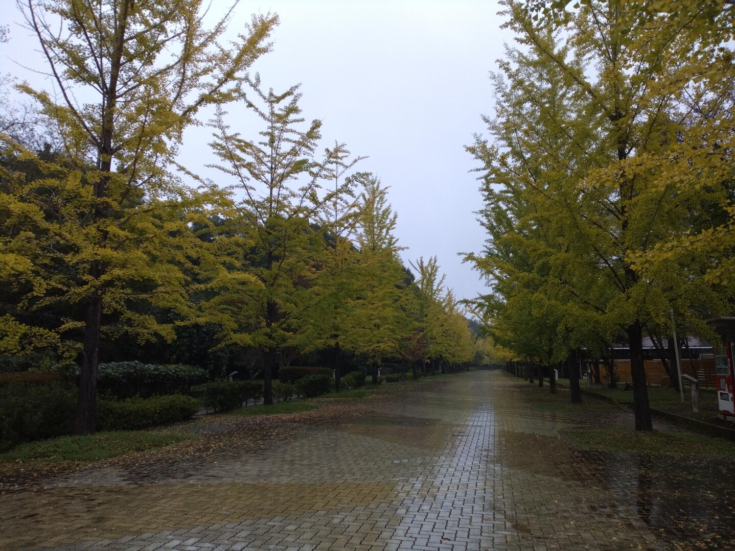 雨のミューズパークウォーキング-2024-10-18 / kazuさんのウォーキングの活動データ | YAMAP / ヤマップ