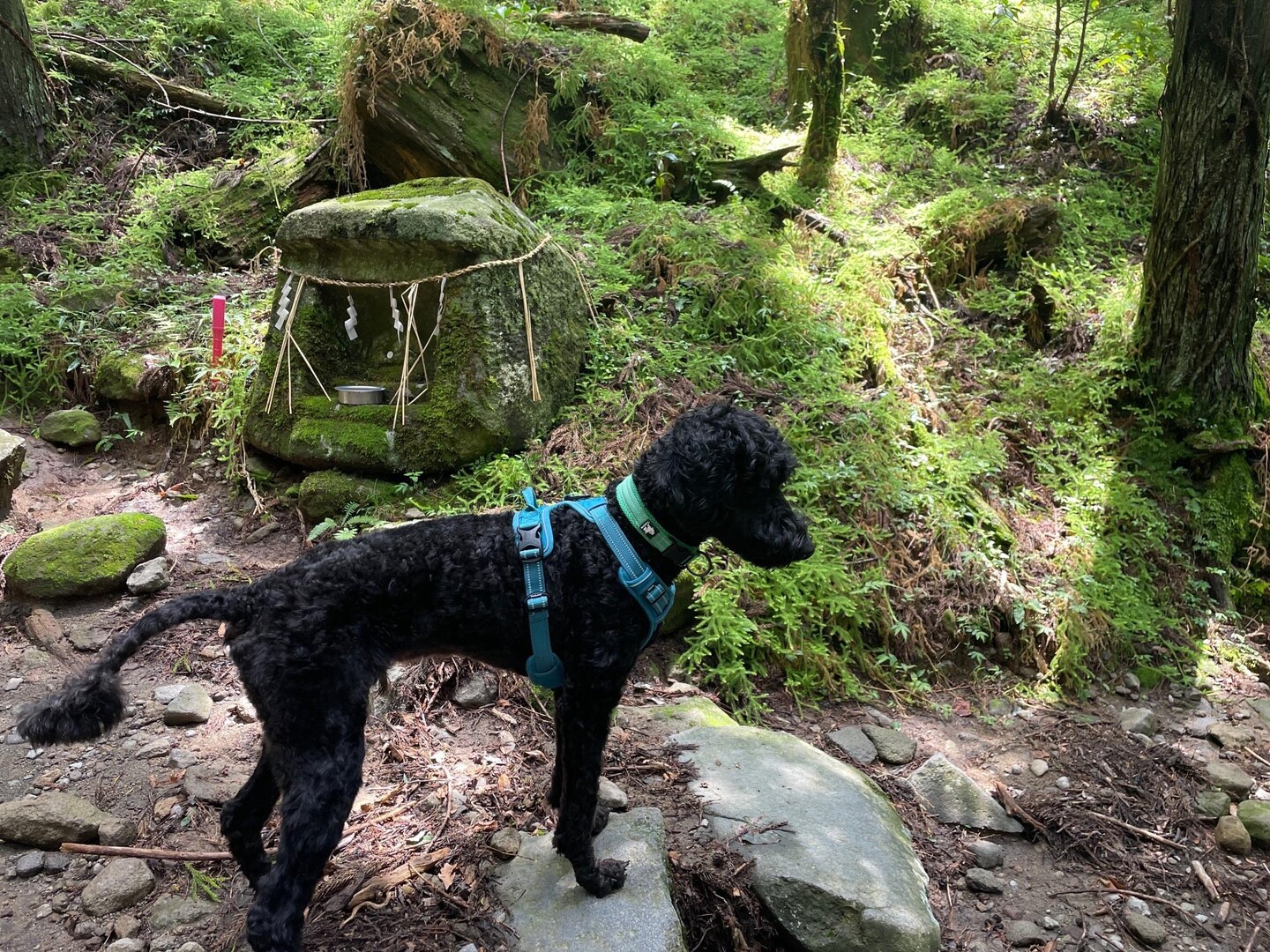 Roy散歩 🐕‍🦺🚶 英彦山 中岳山頂は🚧立入禁止 / マックスさんの英彦山の活動データ | YAMAP / ヤマップ