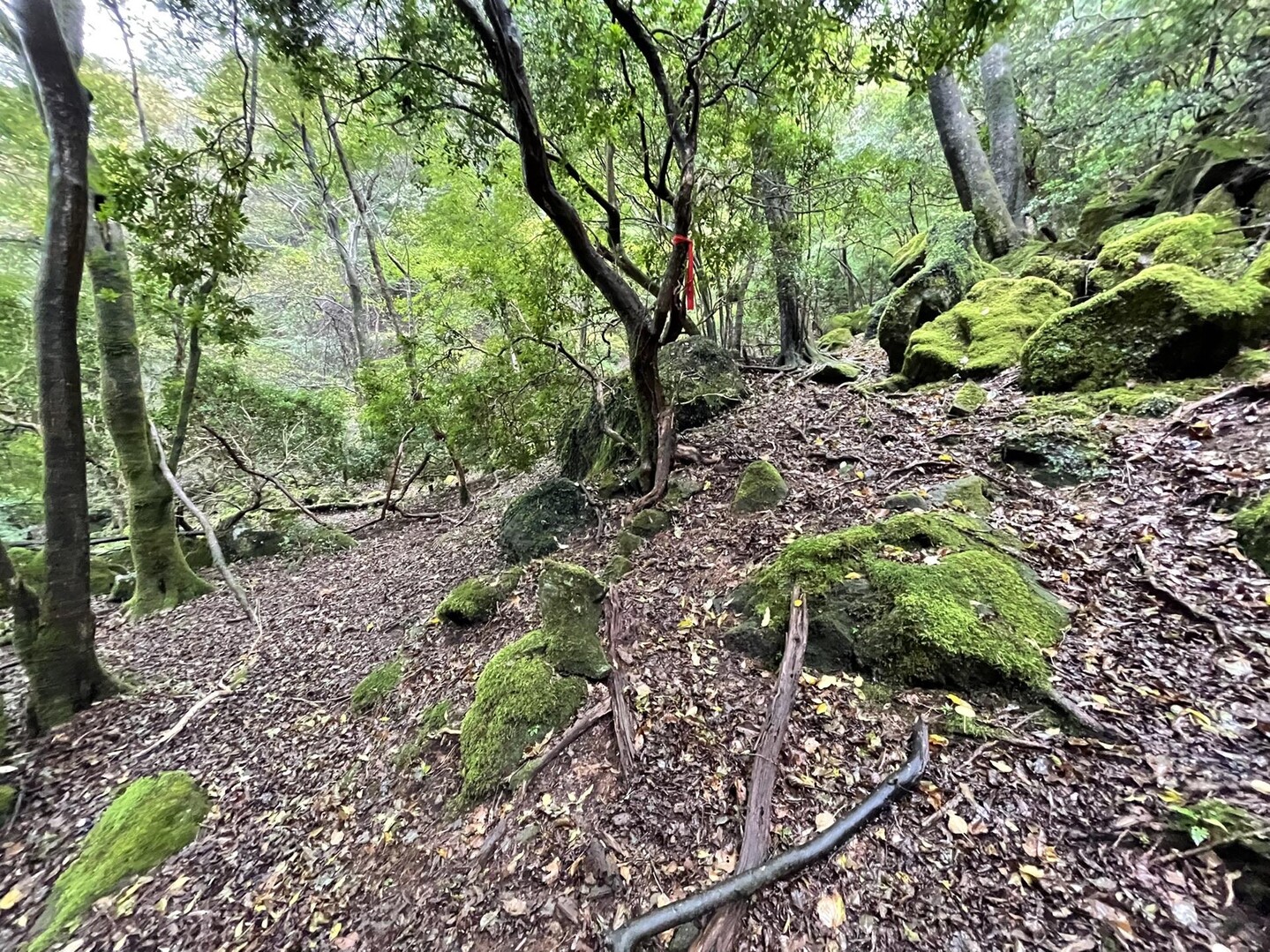 osamさんの投稿したフィールドメモ | YAMAP / ヤマップ