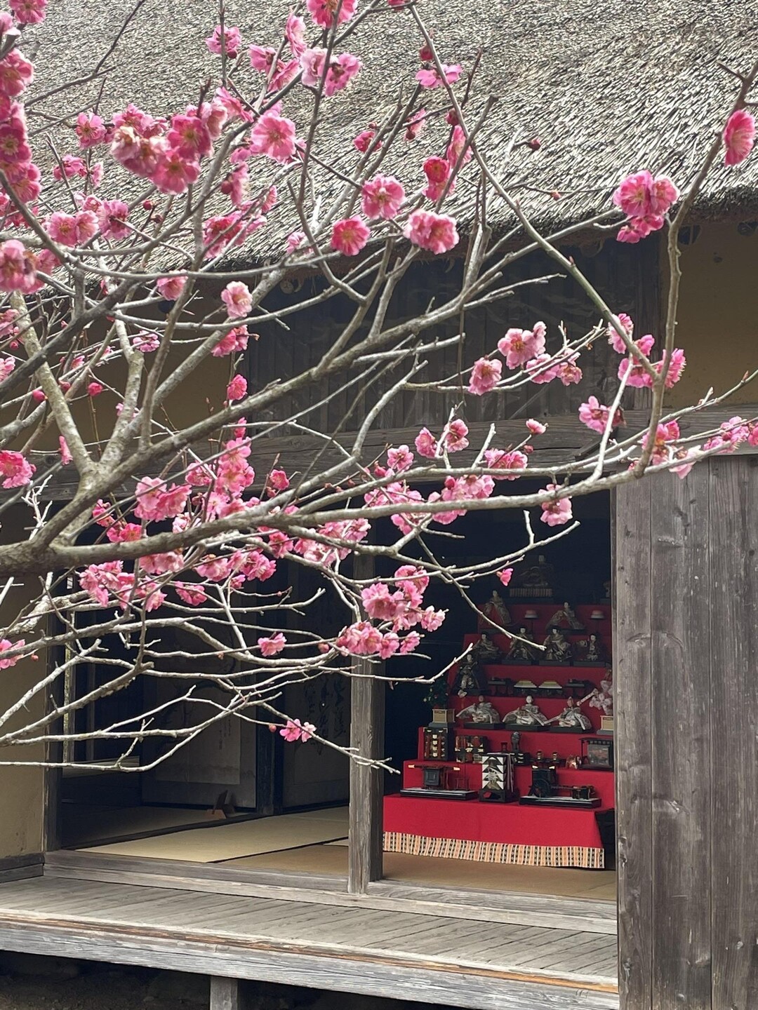 R6.4.7国見山でカタクリに逢う / お嬢のマミィさんの珊瑚岳・国見山の活動日記 | YAMAP / ヤマップ