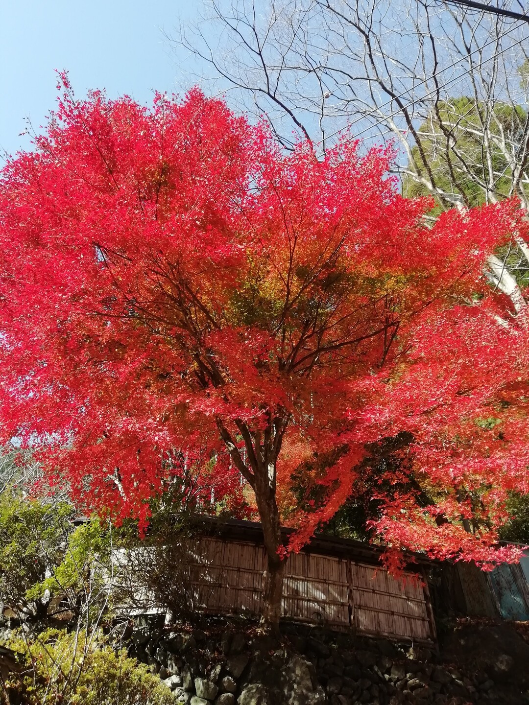 桐生川源流林。いい天気。 / hirokyuuさんのモーメント | YAMAP / ヤマップ