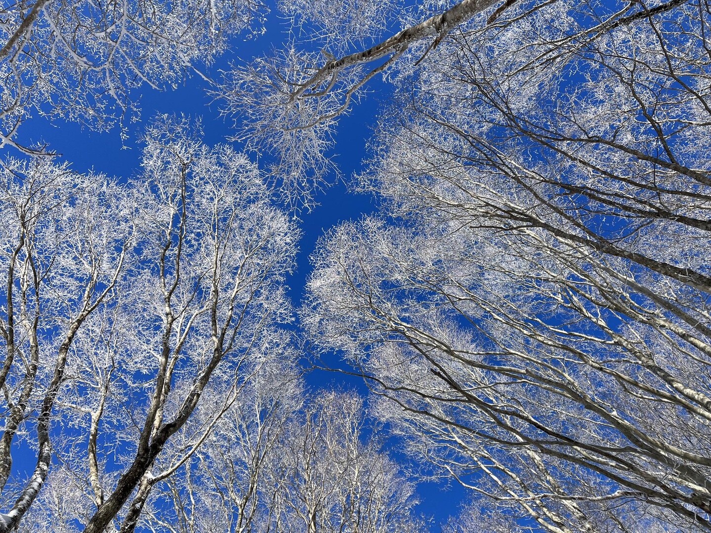 面ノ木原生林の樹氷 ️井山・天狗棚 / 天狗棚・1200高地（天狗ノ奥山）・碁盤石山の写真29枚目 / | YAMAP / ヤマップ