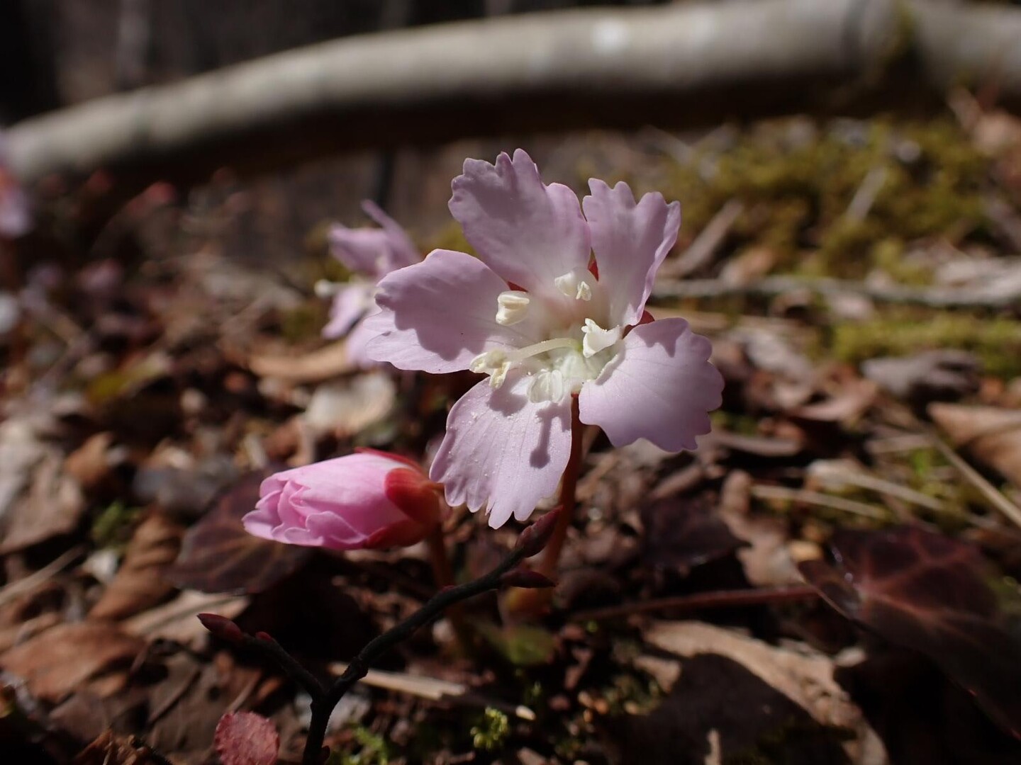 笹倉山(大森) 気になるので。。。 / niceageさんの七ツ森の活動データ | YAMAP / ヤマップ