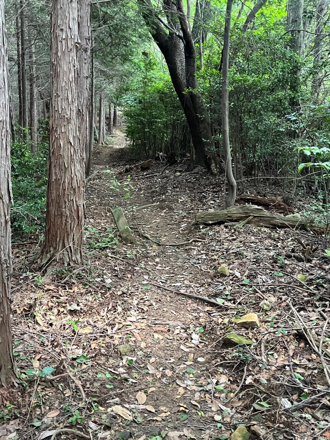 龍王山 / DC2 野郎さんの龍王山の活動データ | YAMAP / ヤマップ