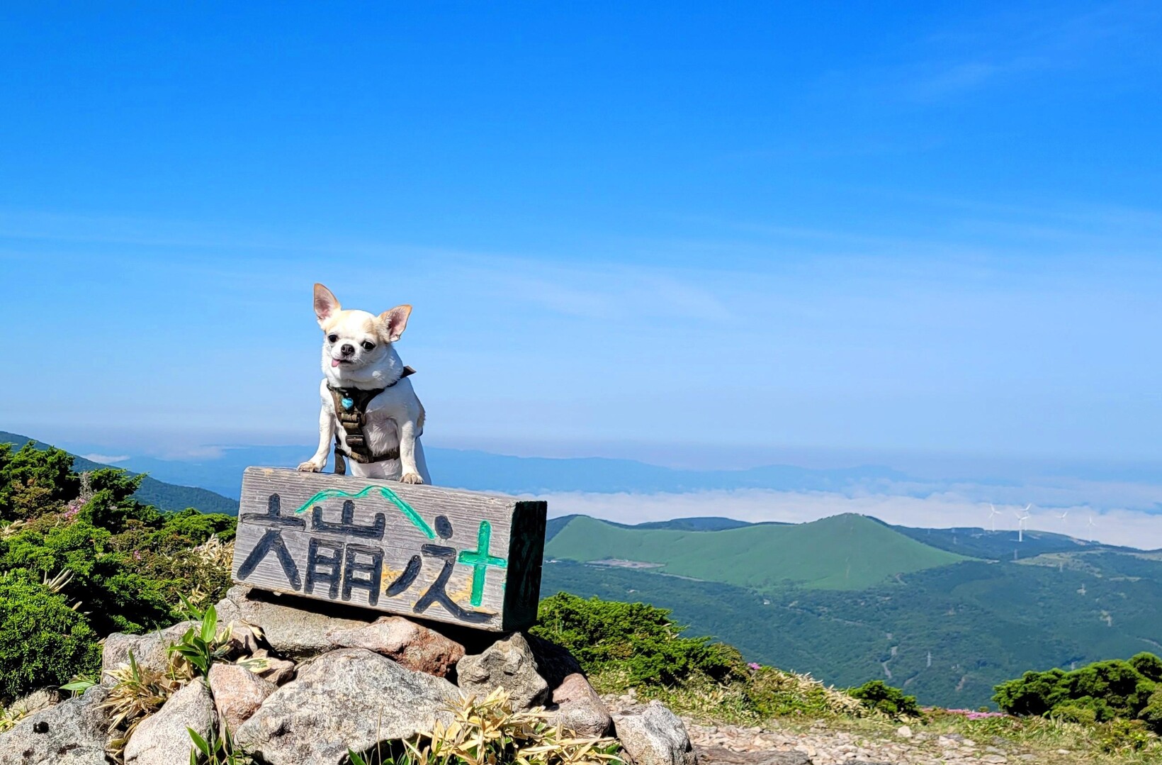 🐶にか隊長に召集され、大崩の辻の🌼MKを満喫🙆🎶 / wakky!!さんの九重山（久住山）・大船山・星生山の活動日記 | YAMAP / ヤマップ