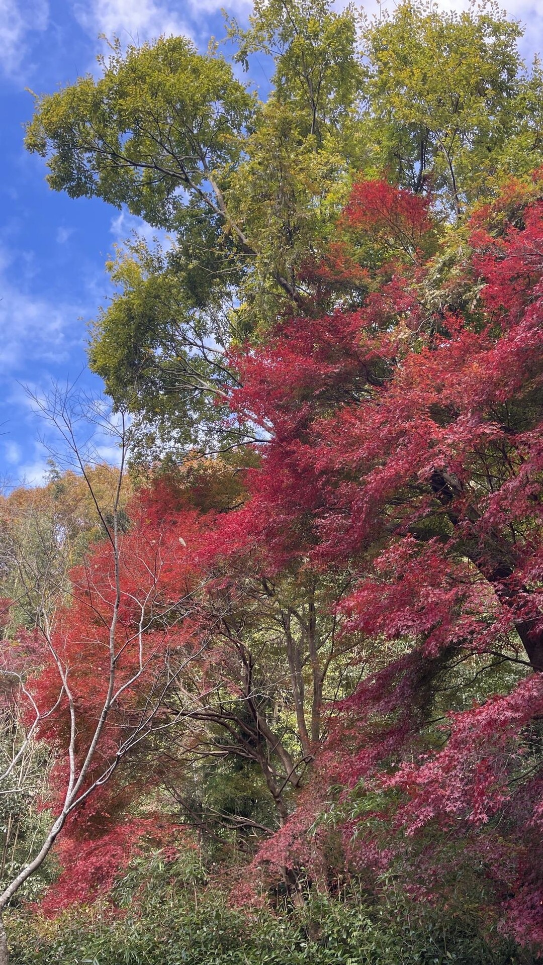 鳩吹山 / tkwさんの鳩吹山の活動データ | YAMAP / ヤマップ