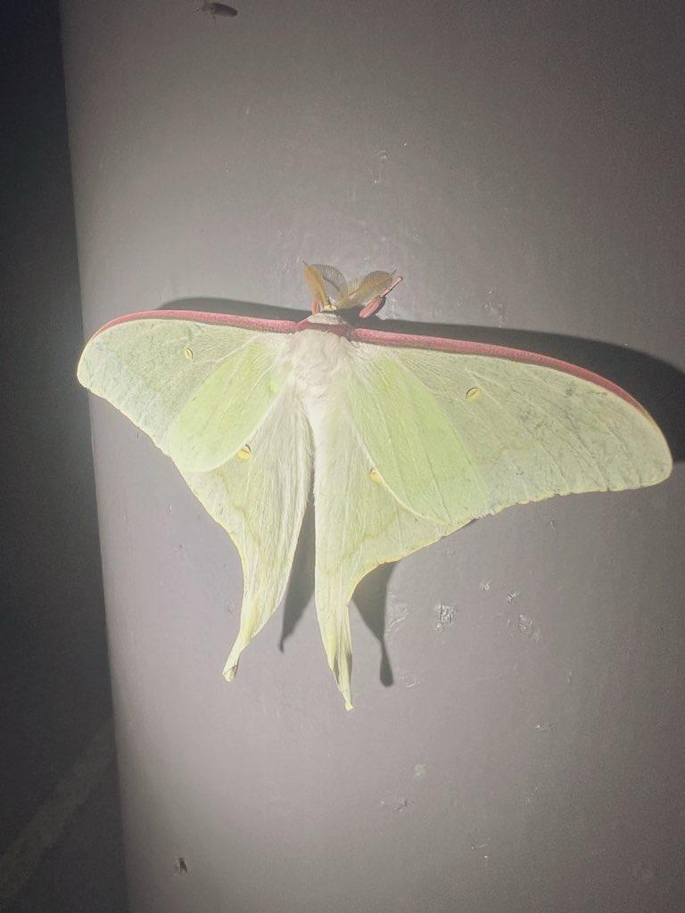 夜中、山沿いのコンビニに虫を見に行ったら... / ryunosukeさんのモーメント | YAMAP / ヤマップ