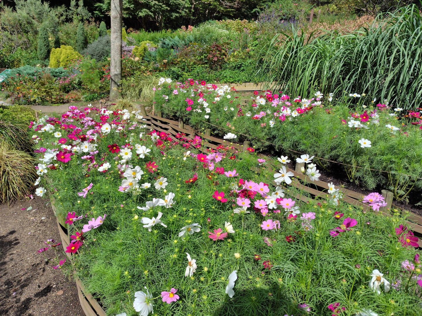 20241020_新神戸3H_世継・再度 / Nicky-Nickさんの六甲山・長峰山・摩耶山の活動データ | YAMAP / ヤマップ