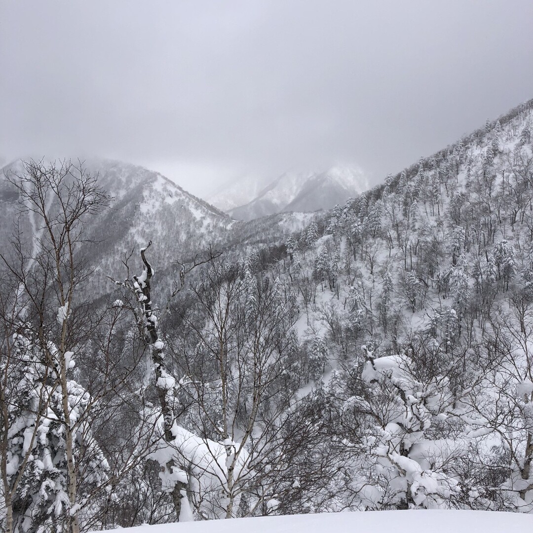 朝陽山🗻北西尾根からでしたが眺望はありません🙇‍♂️ / me_twoさんのニセイカウシュッペ山・平山・朝陽山の活動日記 | YAMAP / ヤマップ