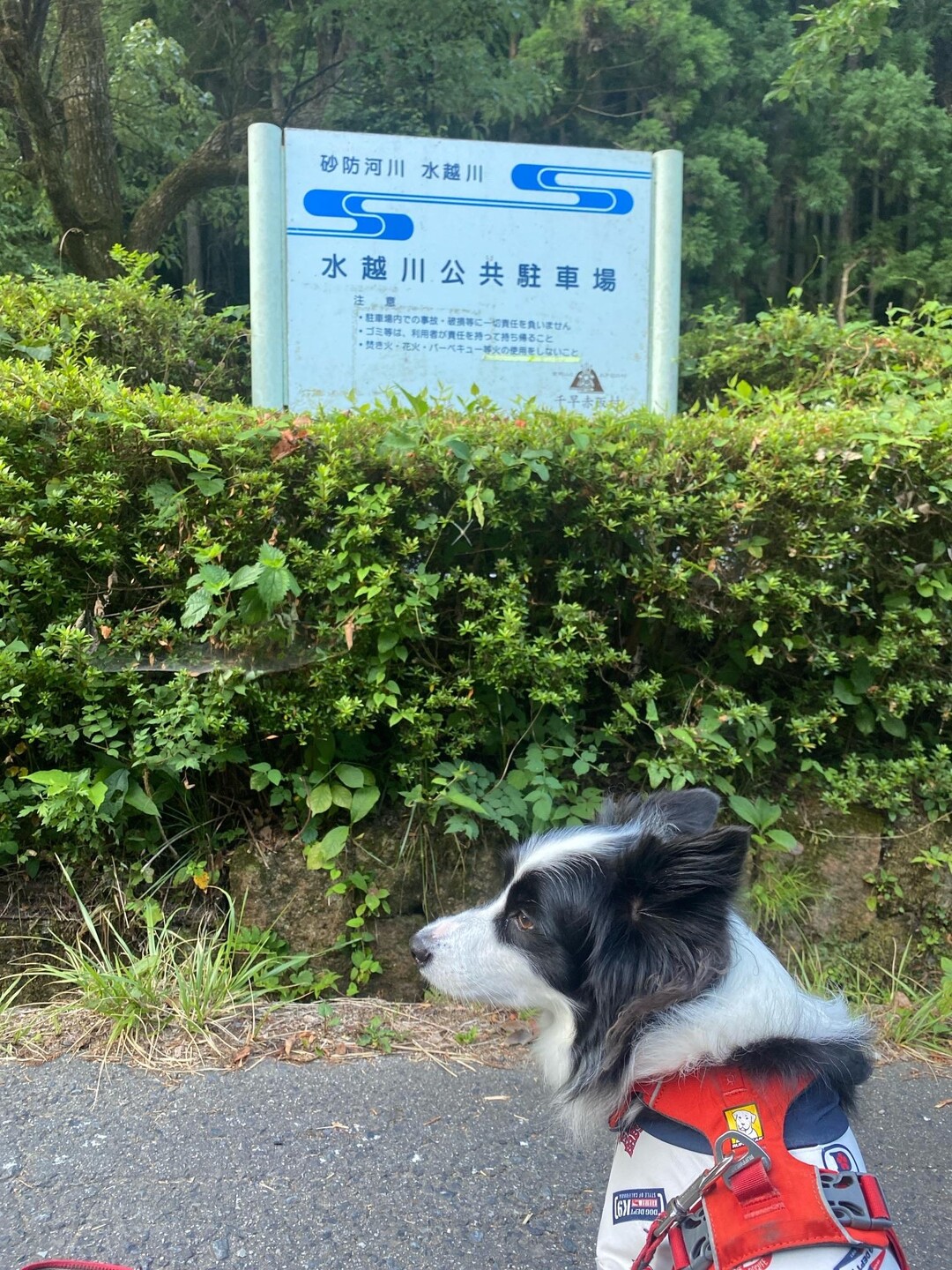 金剛山 trek the dog / tetsuyasammyさんの金剛山・二上山・大和葛城山の活動データ | YAMAP / ヤマップ