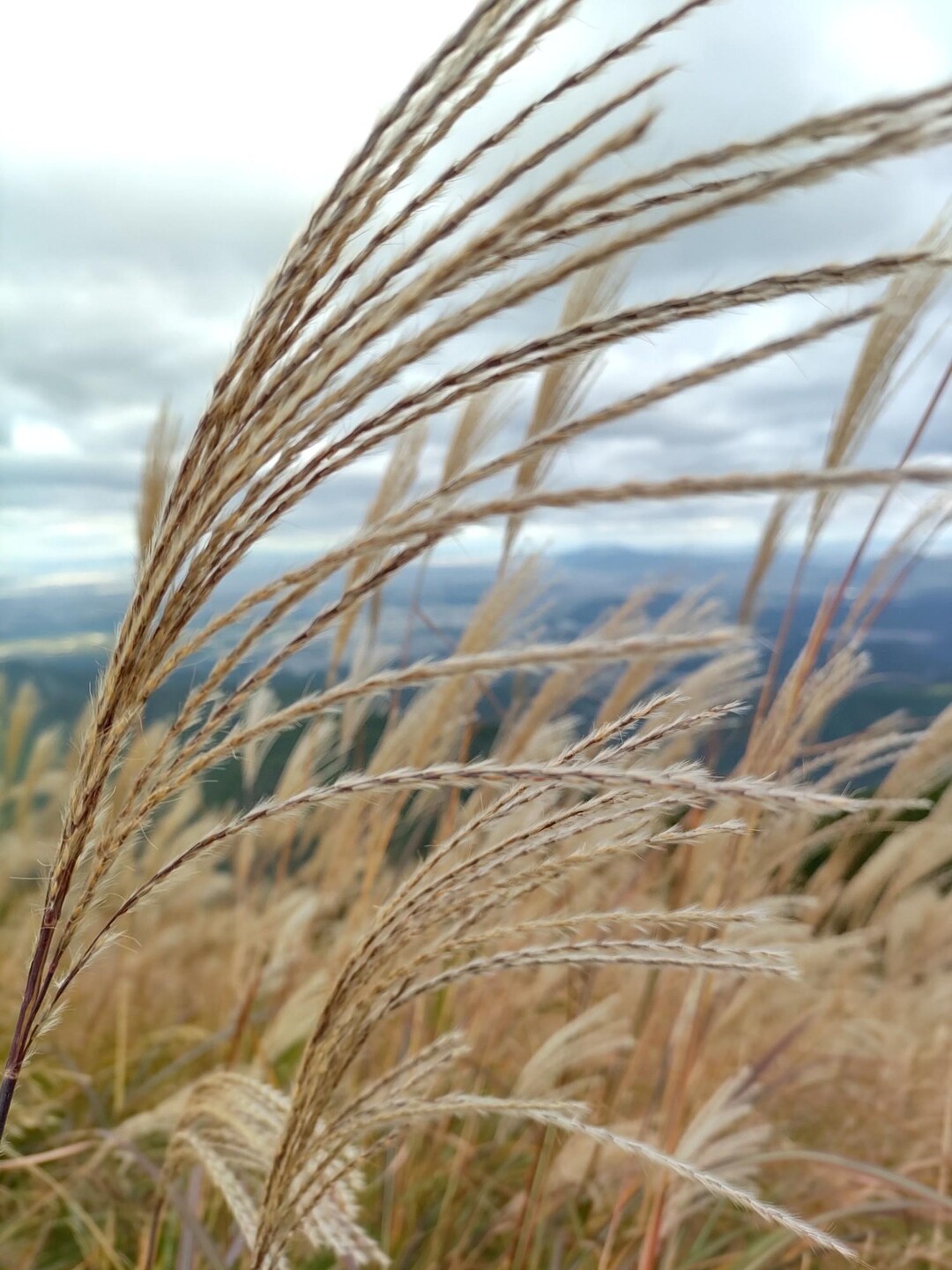 久しぶりの岩湧山のススキ🌾 / keiAM60さんの岩湧山・一徳防山・三石山の活動データ | YAMAP / ヤマップ