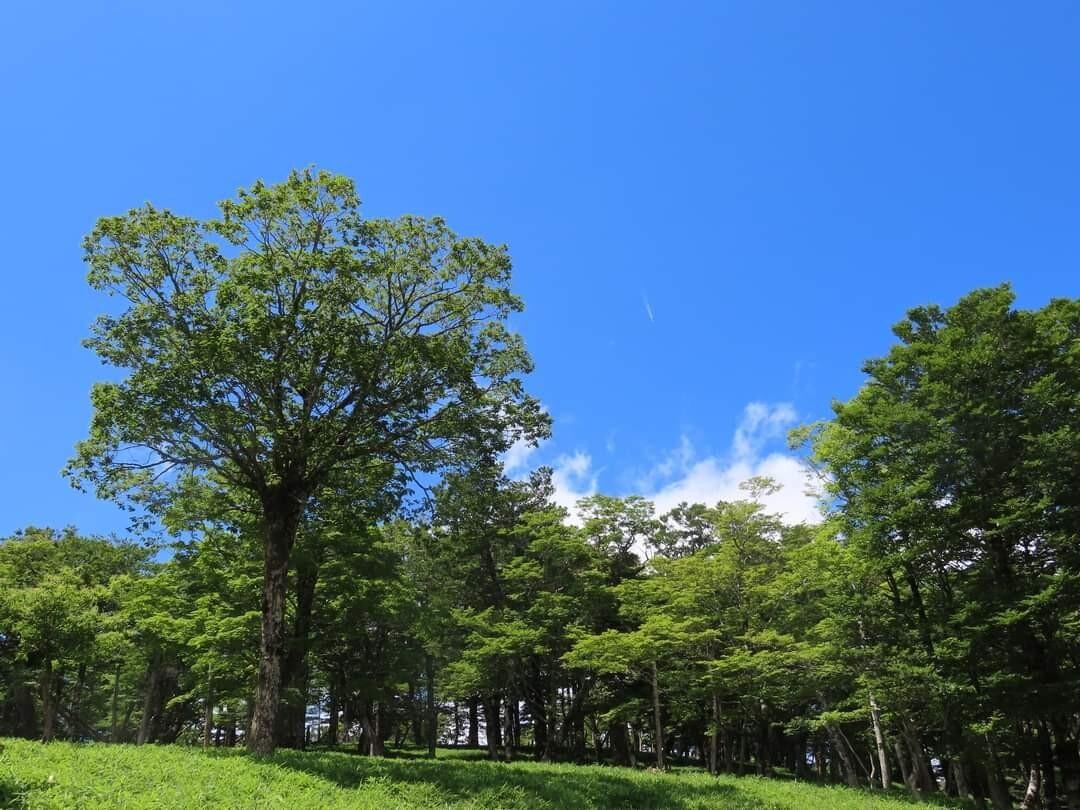 大台ケ原 2023-07-25 / nobu-tさんのウォーキングの活動データ | YAMAP / ヤマップ