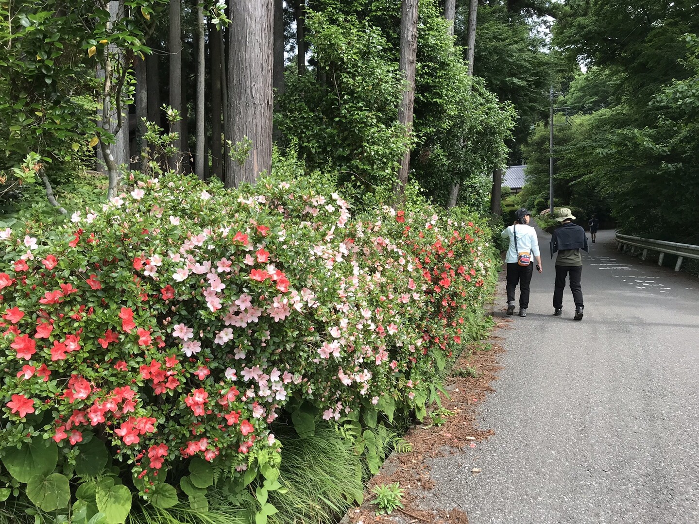 坊主山 / midoriさんの古賀志山・赤岩山・鞍掛山・男抱山・半蔵山の活動データ | YAMAP / ヤマップ