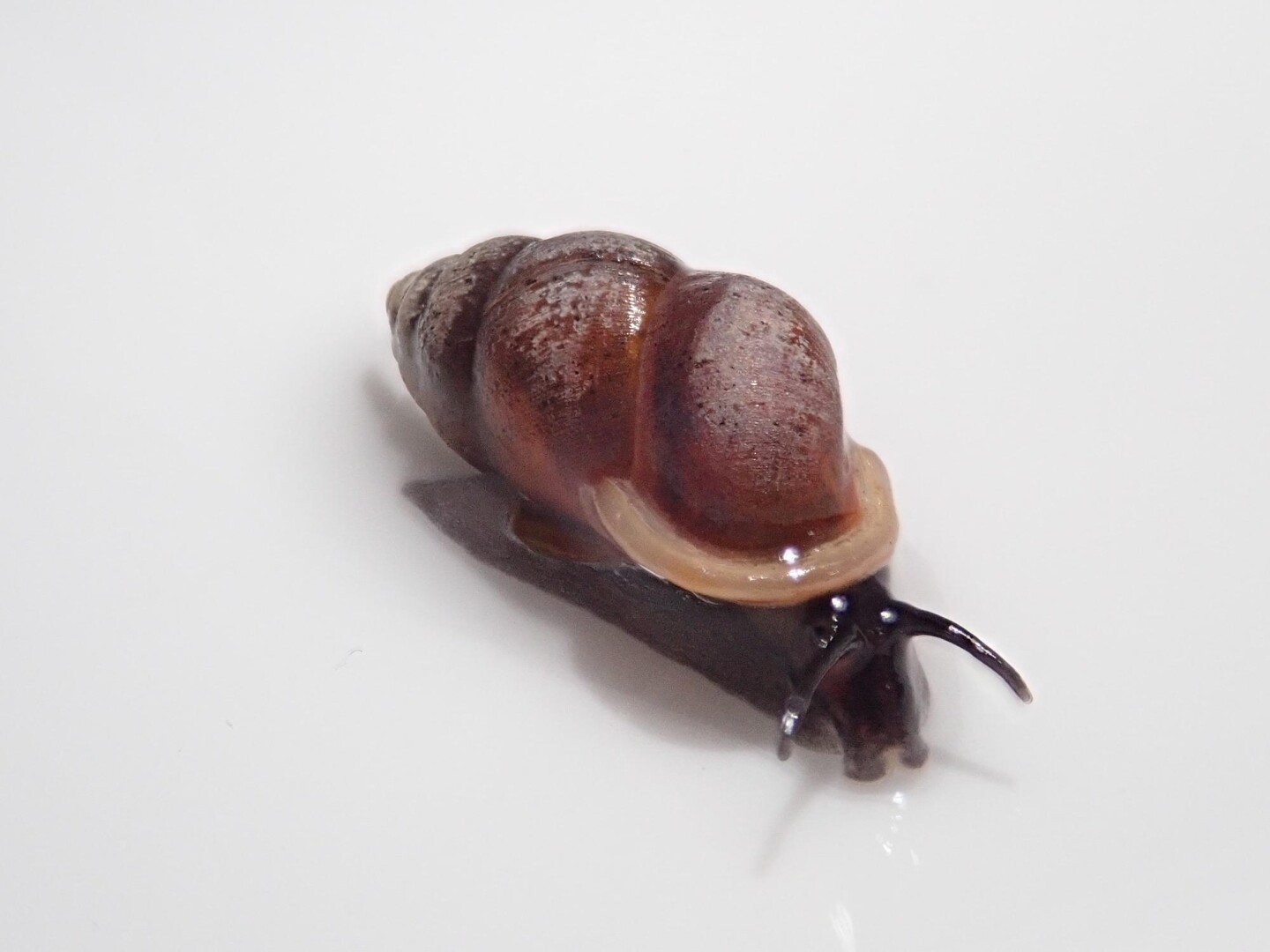 アズキガイ 山口県では稀種らしい / S/Kyさんのモーメント | YAMAP / ヤマップ