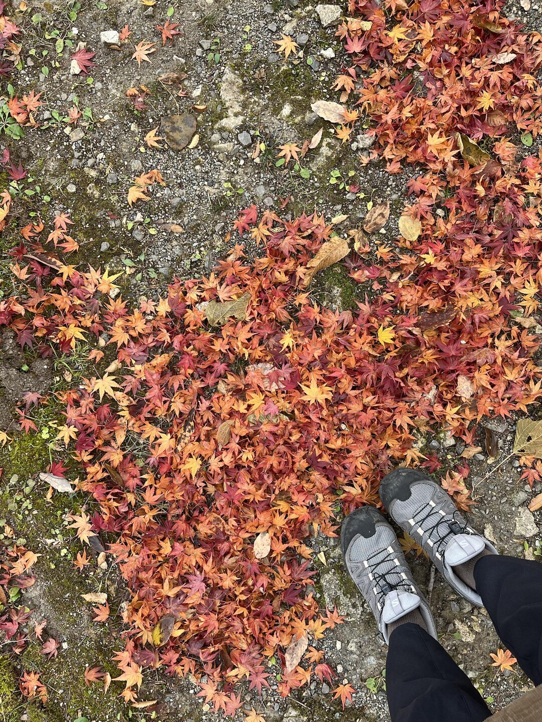 宇連山 / Yum.26さんの宇連山・鳳来寺山・岩古谷山の活動データ | YAMAP / ヤマップ