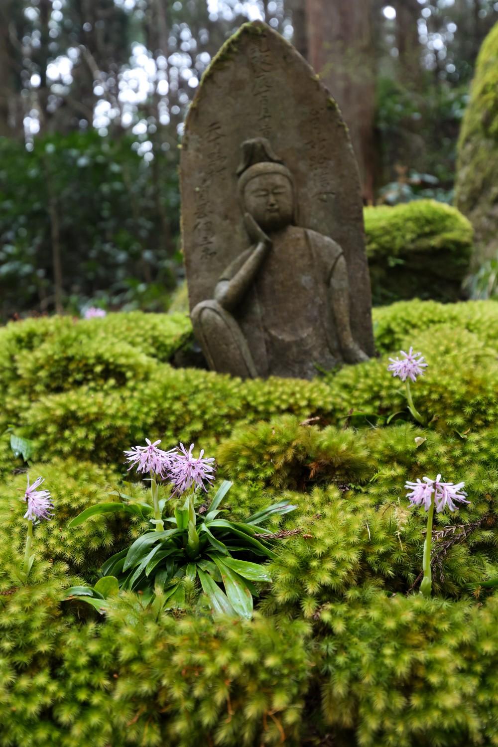 御岩神社のショウジョウバカマもピークでし... / Windyさんのモーメント | YAMAP / ヤマップ