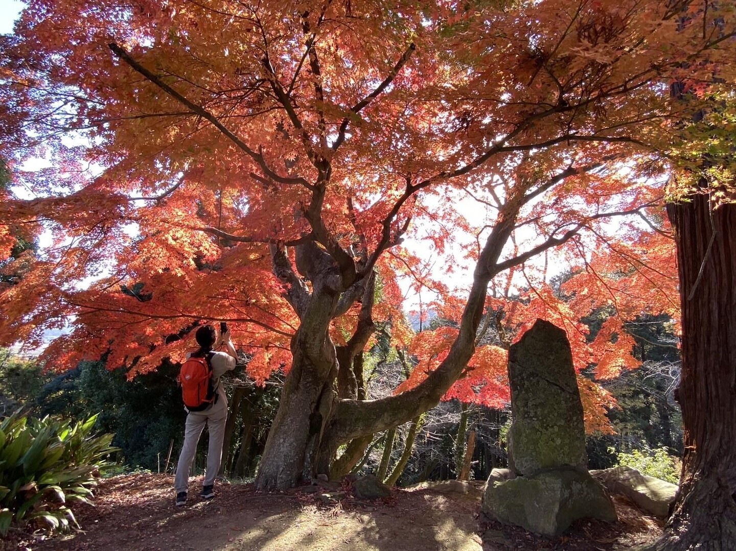 小町山・鬼越山へ紅葉狩り🍁 / w.miyukiさんの宝篋山・富岡山の活動データ | YAMAP / ヤマップ