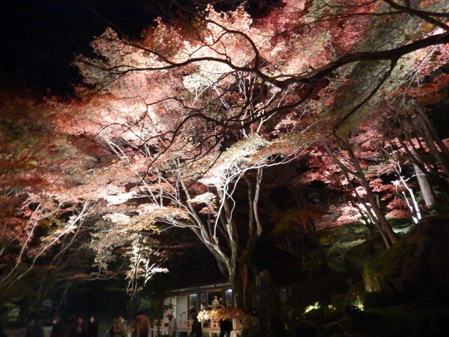 近江教林坊ライトUP / ken-3さんの繖山（観音寺山）の活動データ | YAMAP / ヤマップ