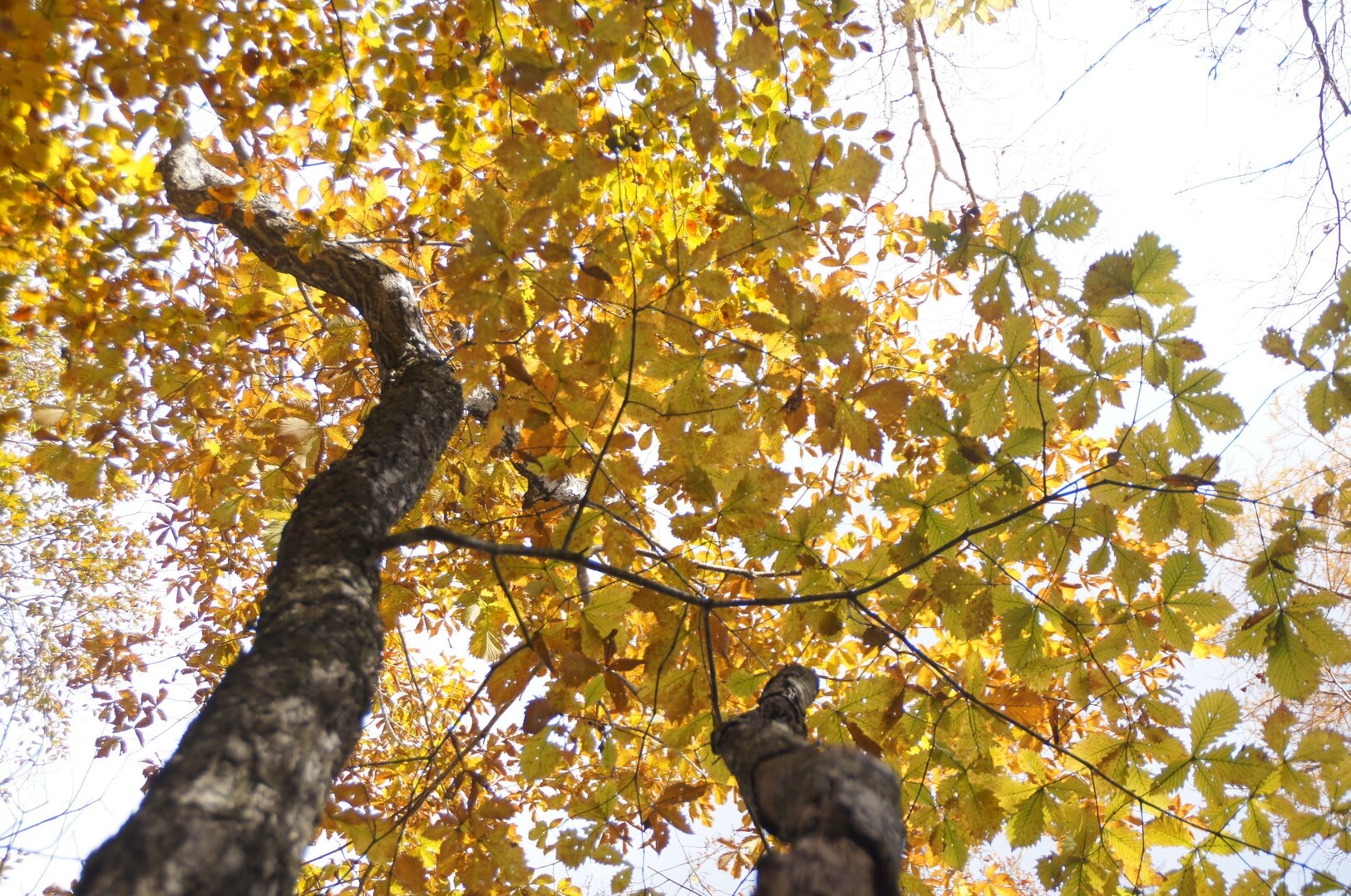 雨乞岳（南アルプス北端の前衛) / OFFICE 岳さんの雨乞岳の活動データ | YAMAP / ヤマップ