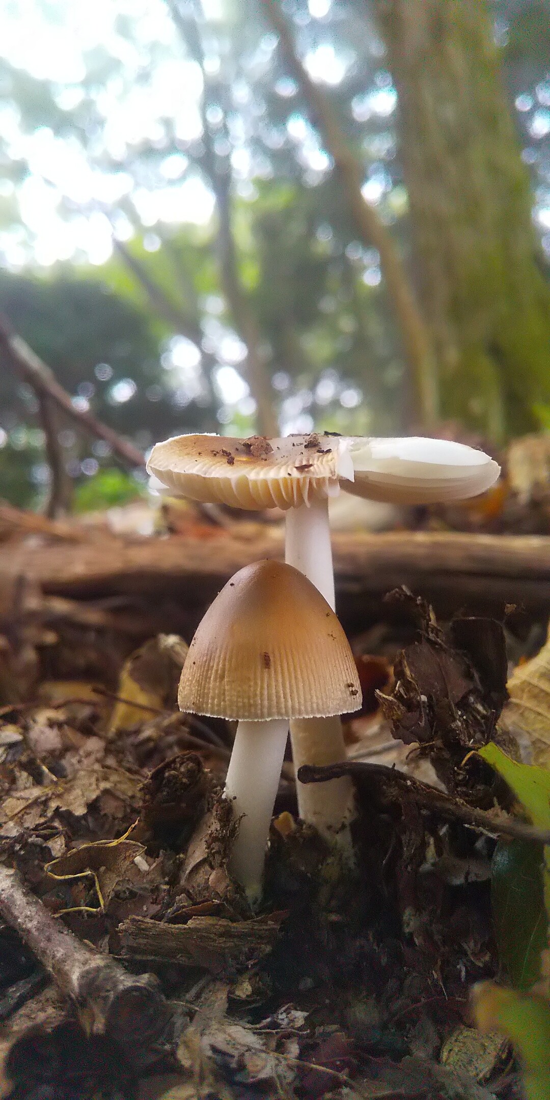 高崎山🐒朝駆け ️ / H.Lily(花ちゃん)さんの高崎山の活動日記 | YAMAP / ヤマップ