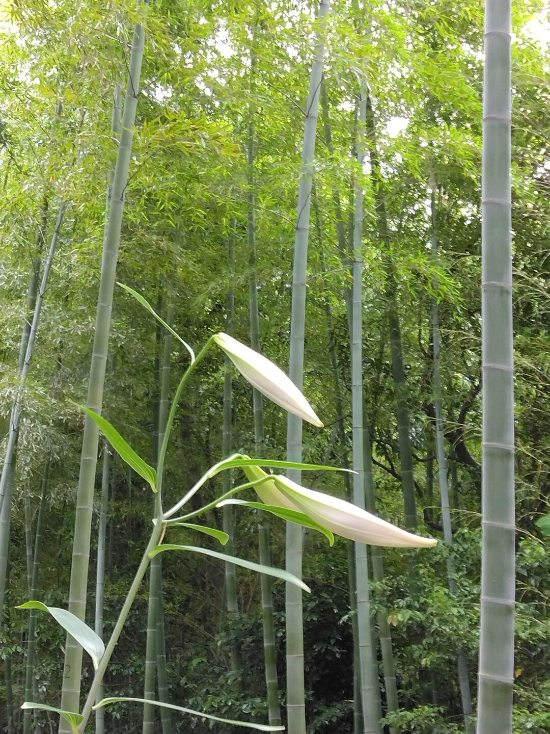 田和山の森🌬再🌿 / hamukoさんのウォーキングの活動データ | YAMAP / ヤマップ