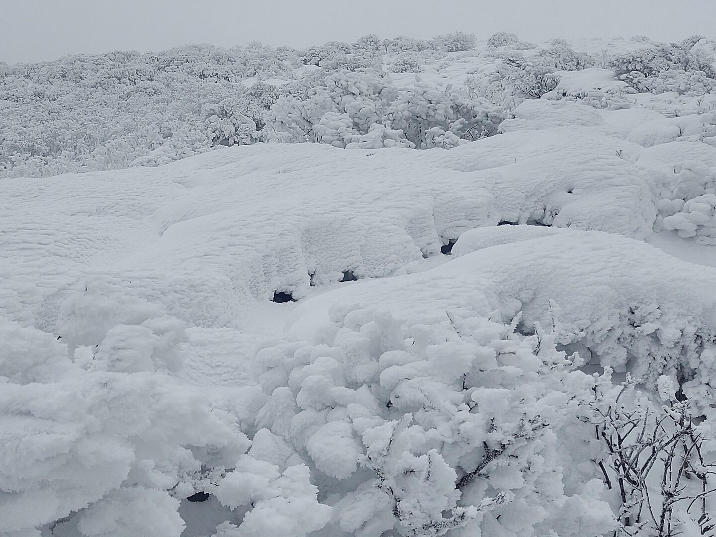 大船山、(初)扇ヶ鼻、ゆっくりと読書📖 / zunさんの九重山（久住山）・大船山・星生山の活動データ | YAMAP / ヤマップ
