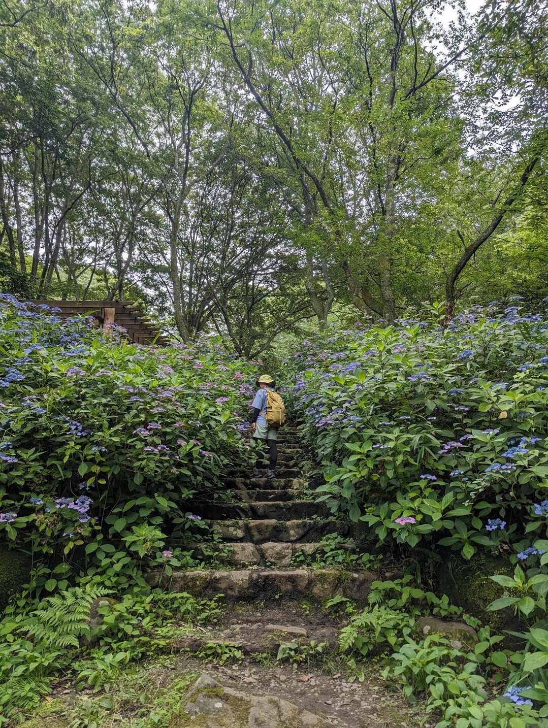 紫陽花観察から初のボルタリングジムへのお誘い / kokeさんの生駒山・神津嶽・大原山の活動データ | YAMAP / ヤマップ
