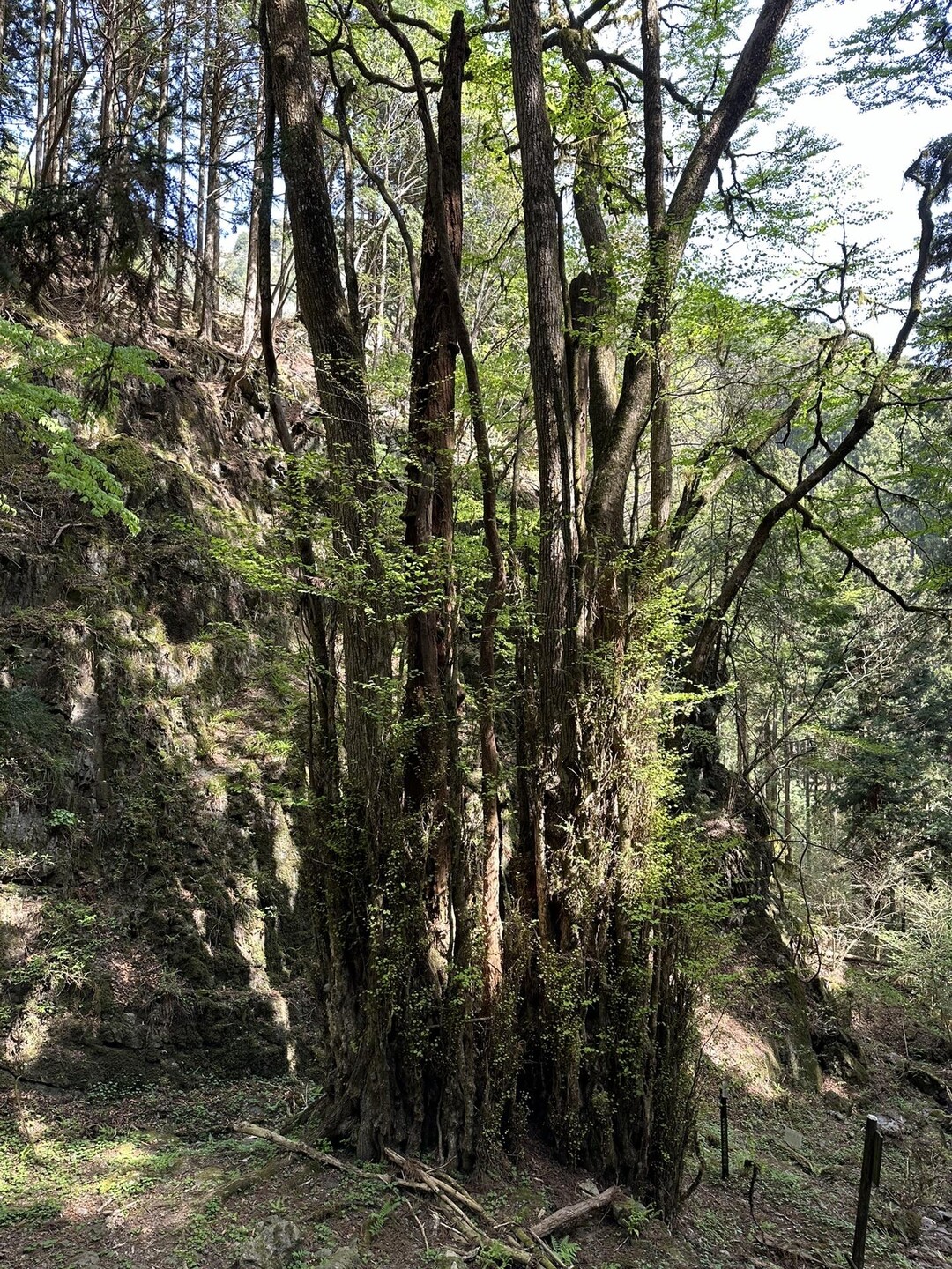 石裂山に行く / koujiさんの石裂山の活動データ | YAMAP / ヤマップ