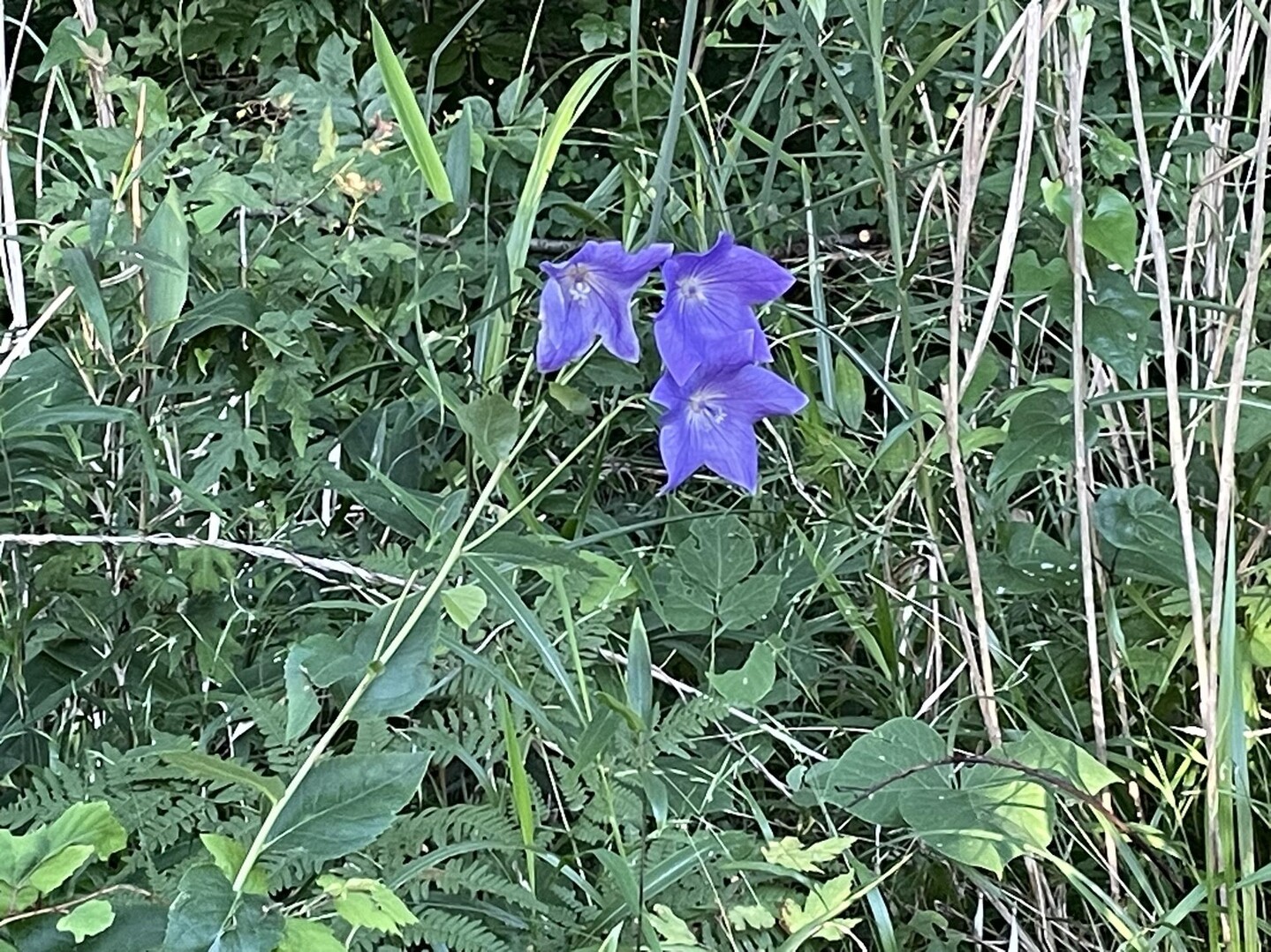 20230716高尾山南〜陣馬山往復 / べりぃさんの高尾山・陣馬山・景信山の活動データ | YAMAP / ヤマップ