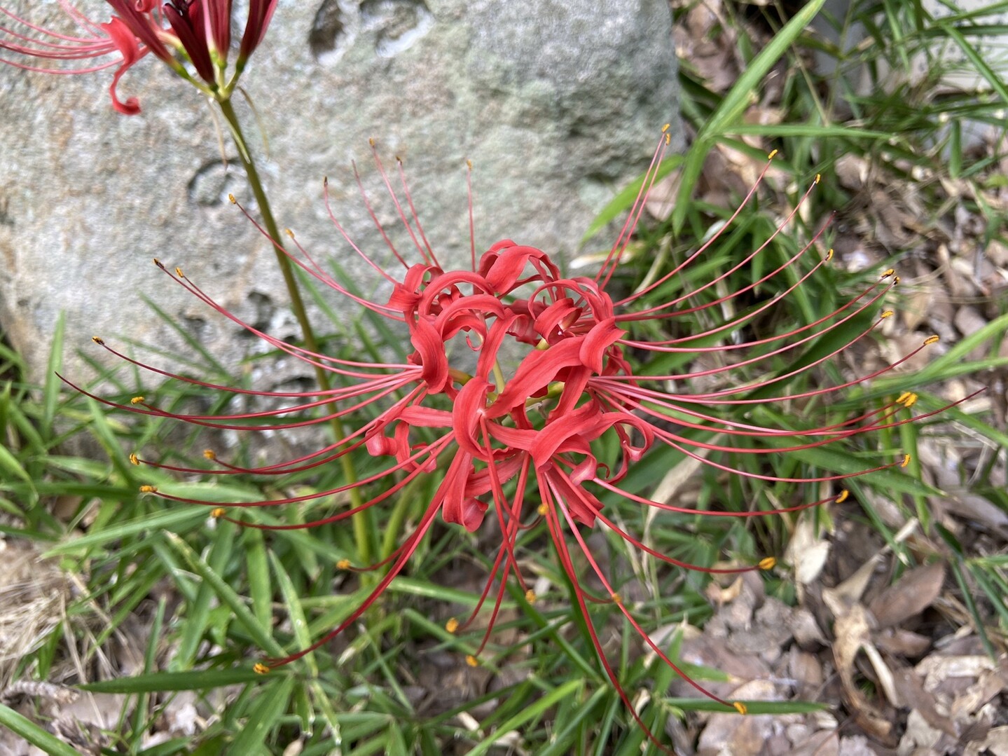 2022.09.16(金) 04:35 / 無比涂涂さんのモーメント | YAMAP / ヤマップ