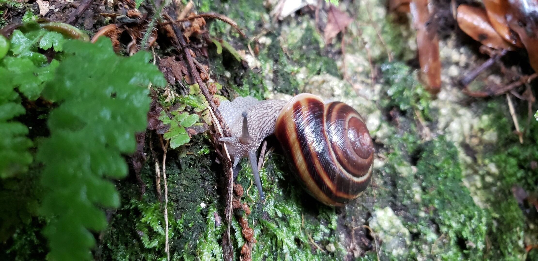 探しものは？ / 山んばぁさんさんの宝満山・三郡山・若杉山の活動データ | YAMAP / ヤマップ