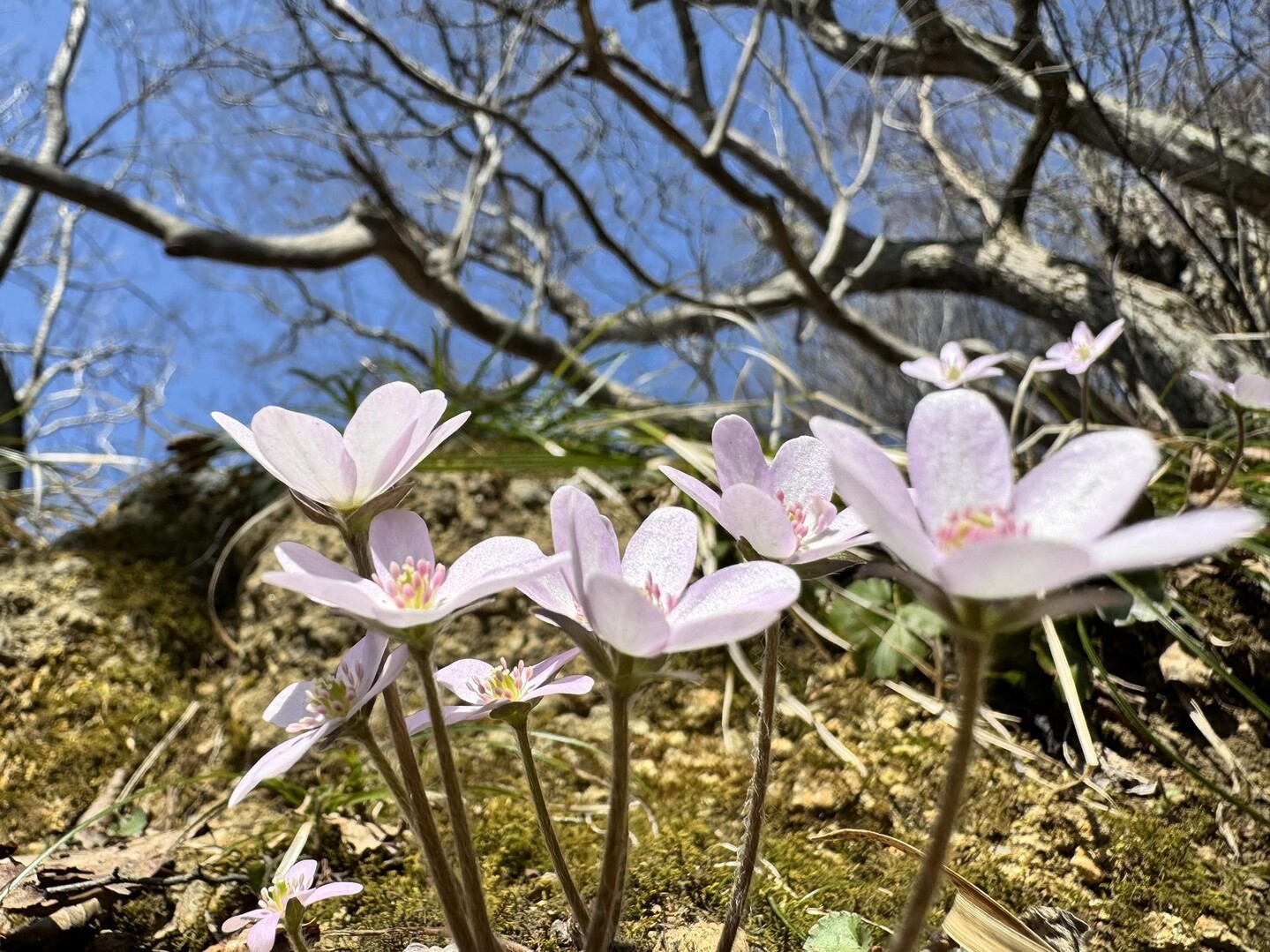 ミスミソウ咲く保呂羽山へ / cocoさんの保呂羽山の活動データ | YAMAP / ヤマップ