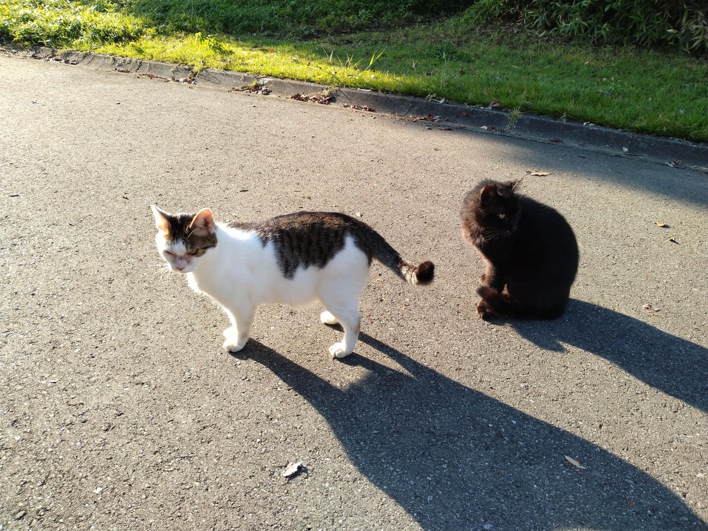 ウォーキング@小瀬スポーツ公園-2022-10-02 / syorinさんの登山の活動データ | YAMAP / ヤマップ