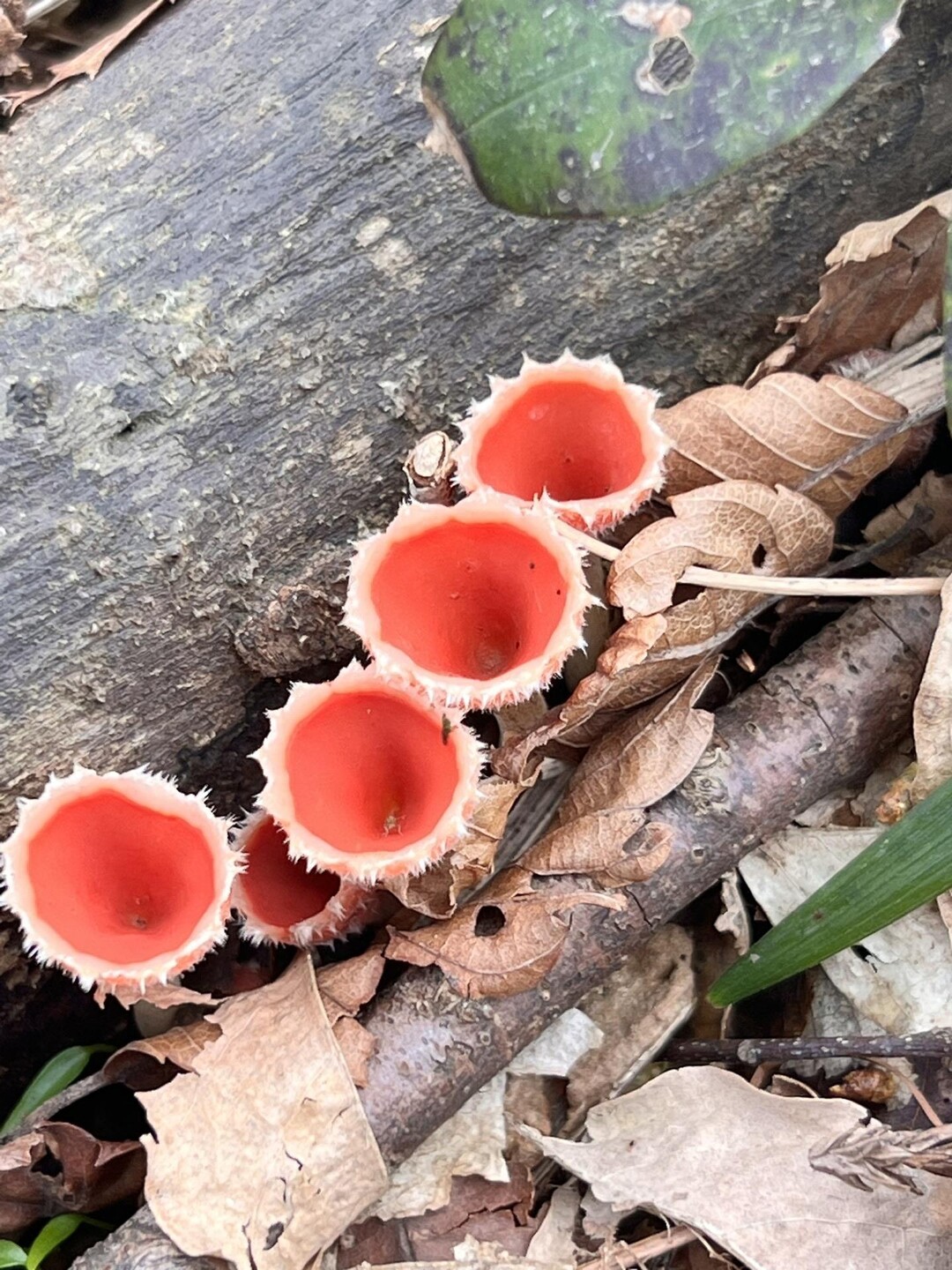 角田山 お花とキノコで春山満喫 / 29sukiさんの角田山の活動データ | YAMAP / ヤマップ