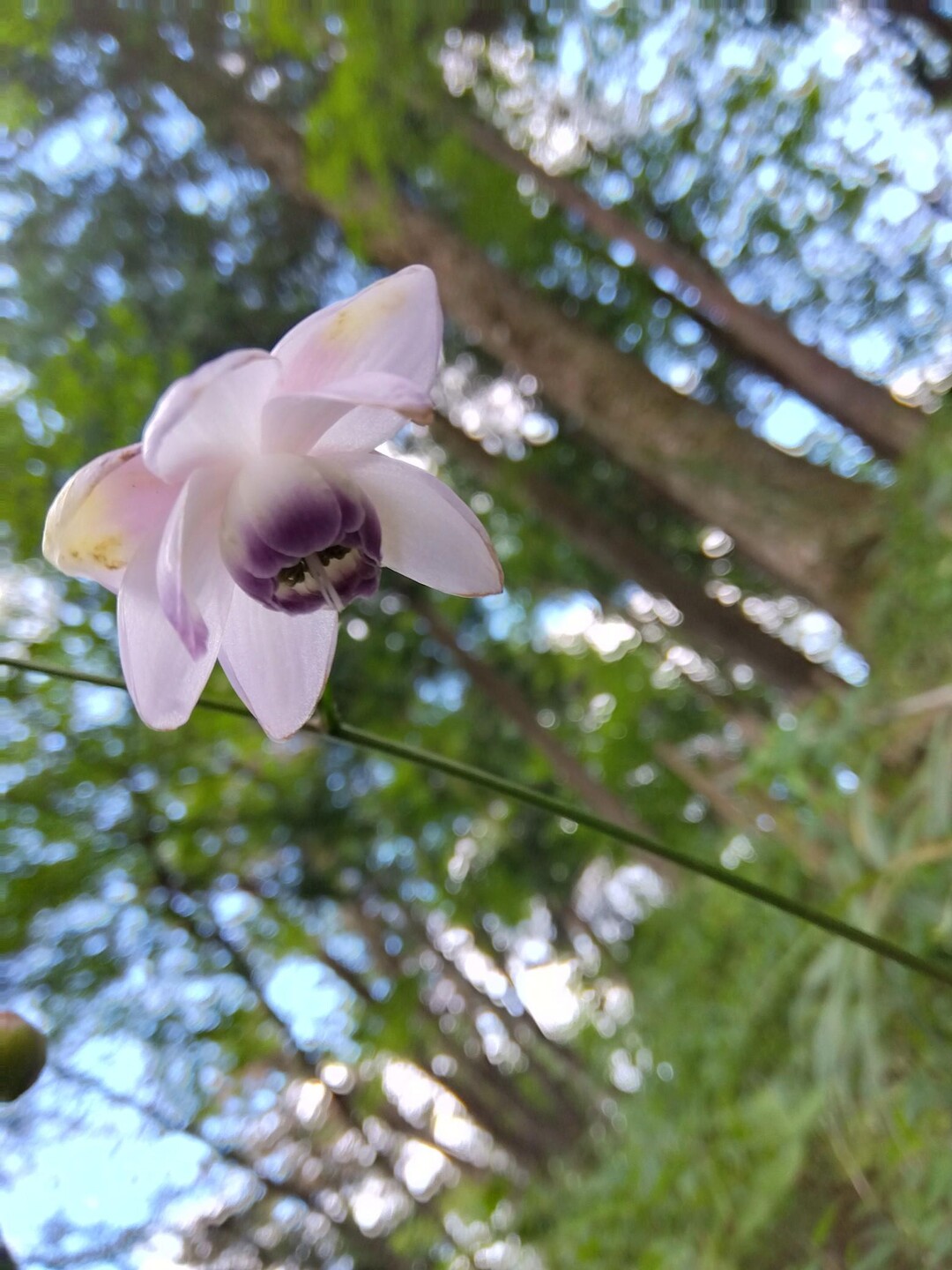 LHTと森の妖精 / isokitiさんの大岳山・御岳山・御前山の活動データ | YAMAP / ヤマップ