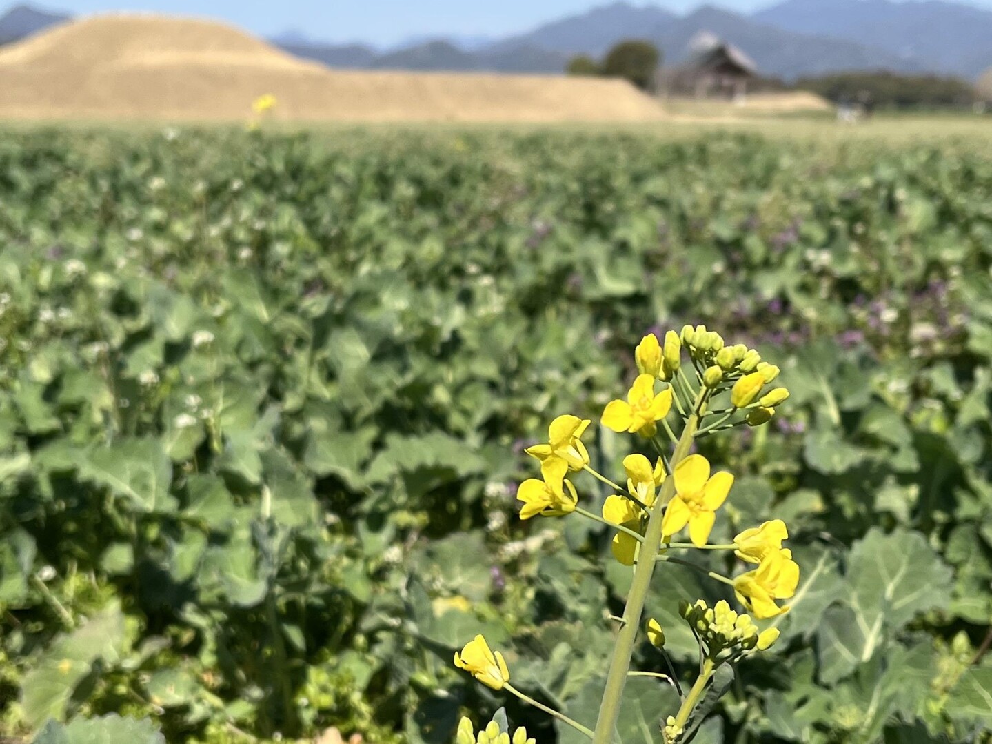 高取山 / ユーザーDubyさんの西都市の活動データ | YAMAP / ヤマップ