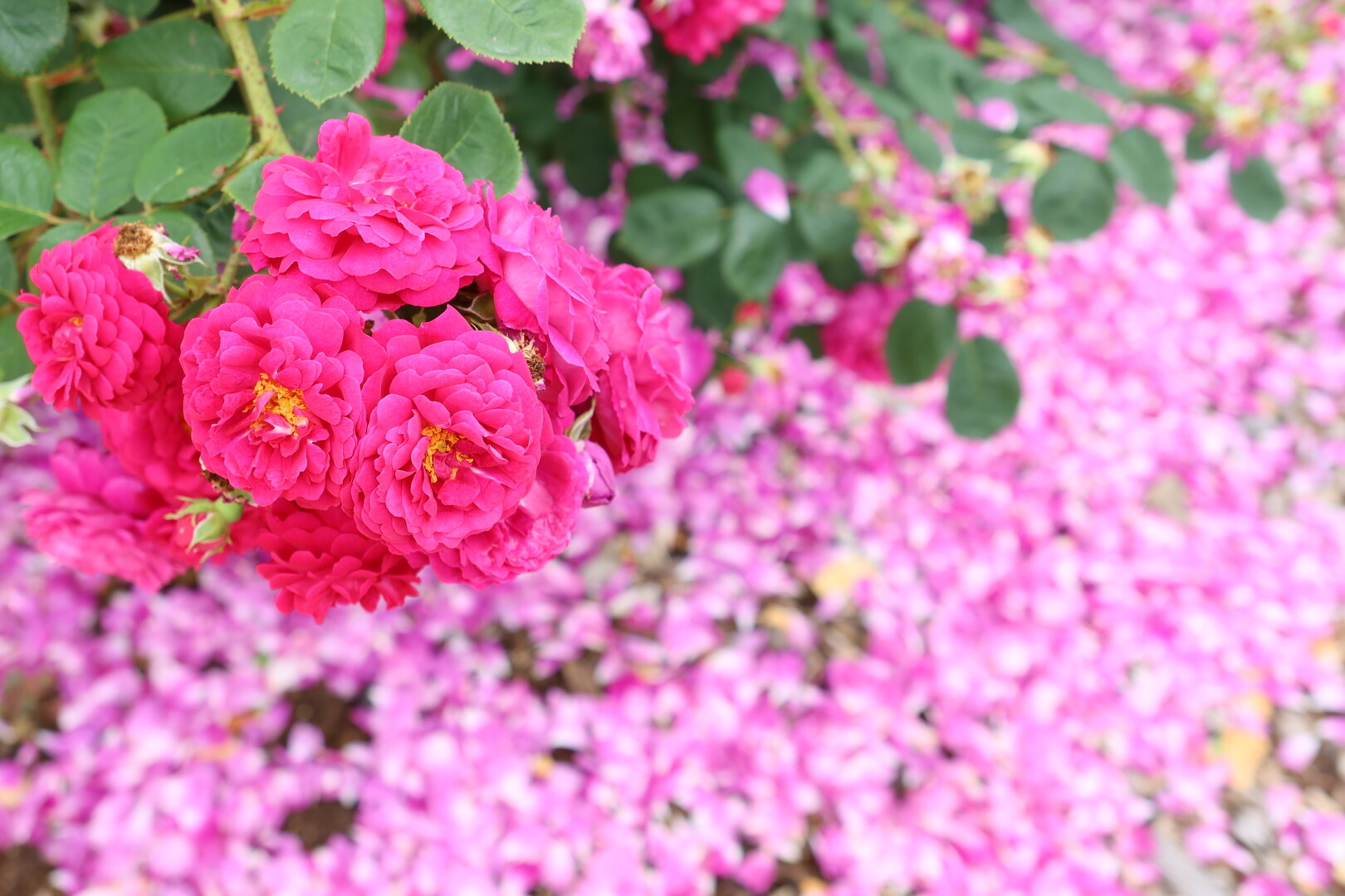 【山梨県富士川クラフトパークのバラ】 2... / kunsanさんのモーメント | YAMAP / ヤマップ