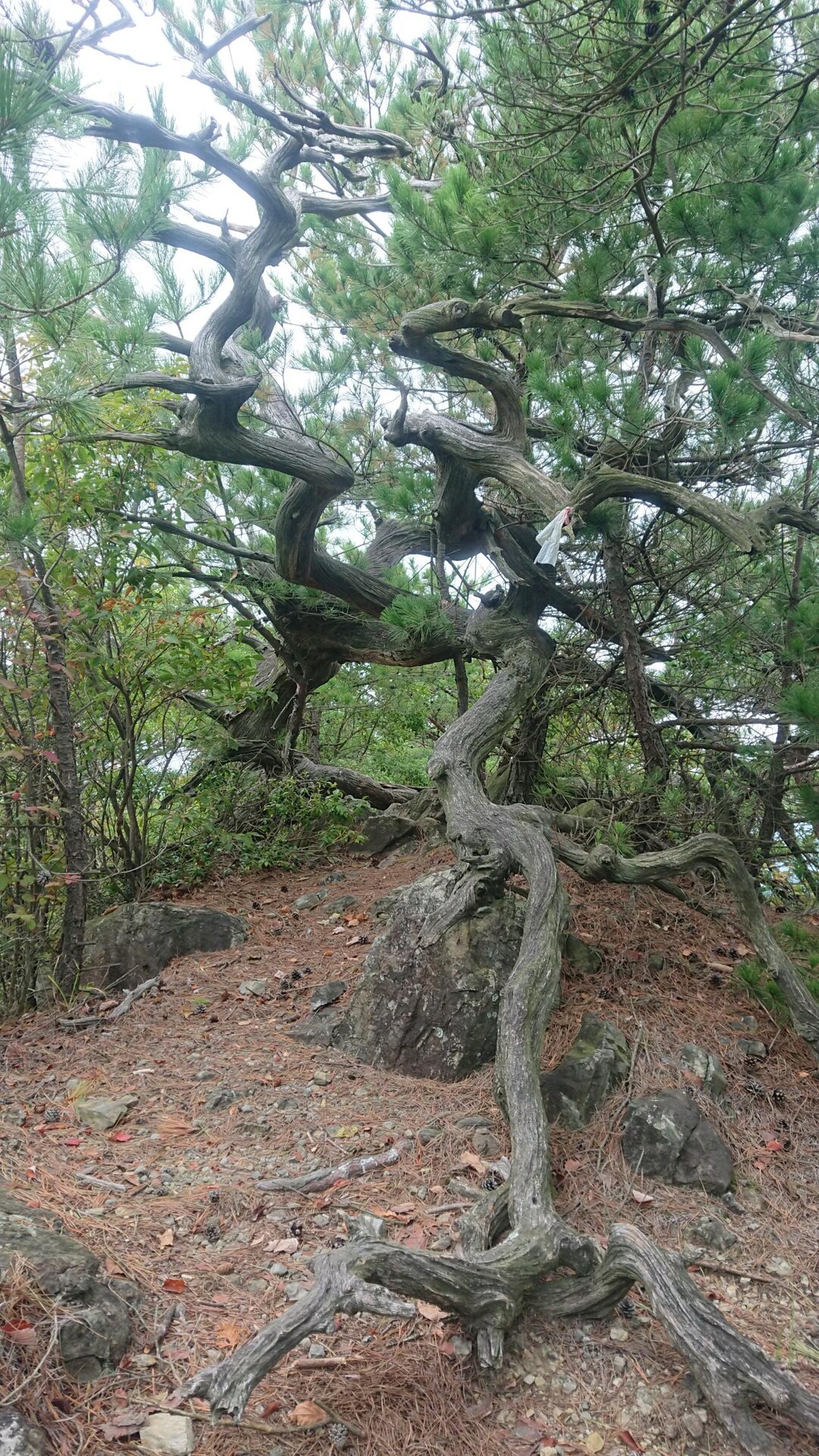 R1さんの投稿したフィールドメモ | YAMAP / ヤマップ