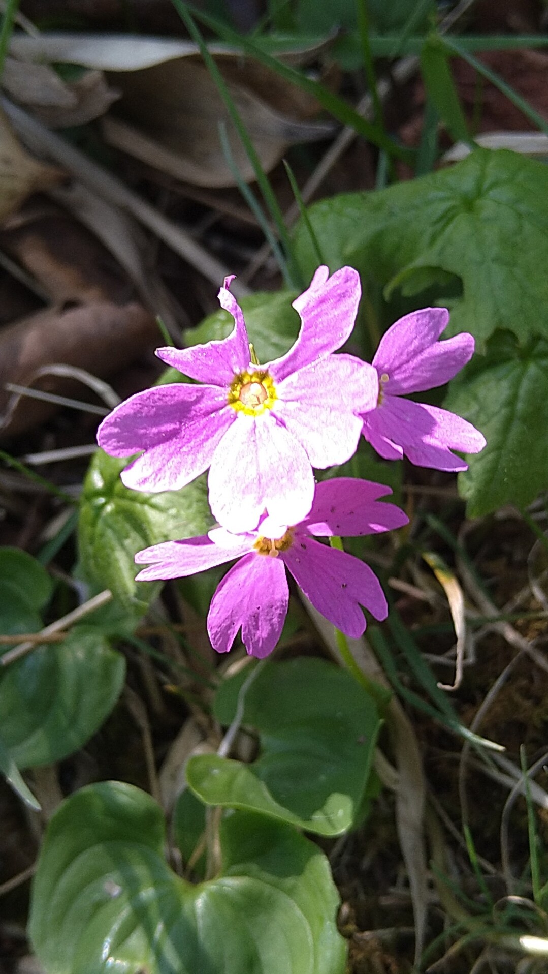 2022.05.24(火) 05:47 / cocoさんのモーメント | YAMAP / ヤマップ