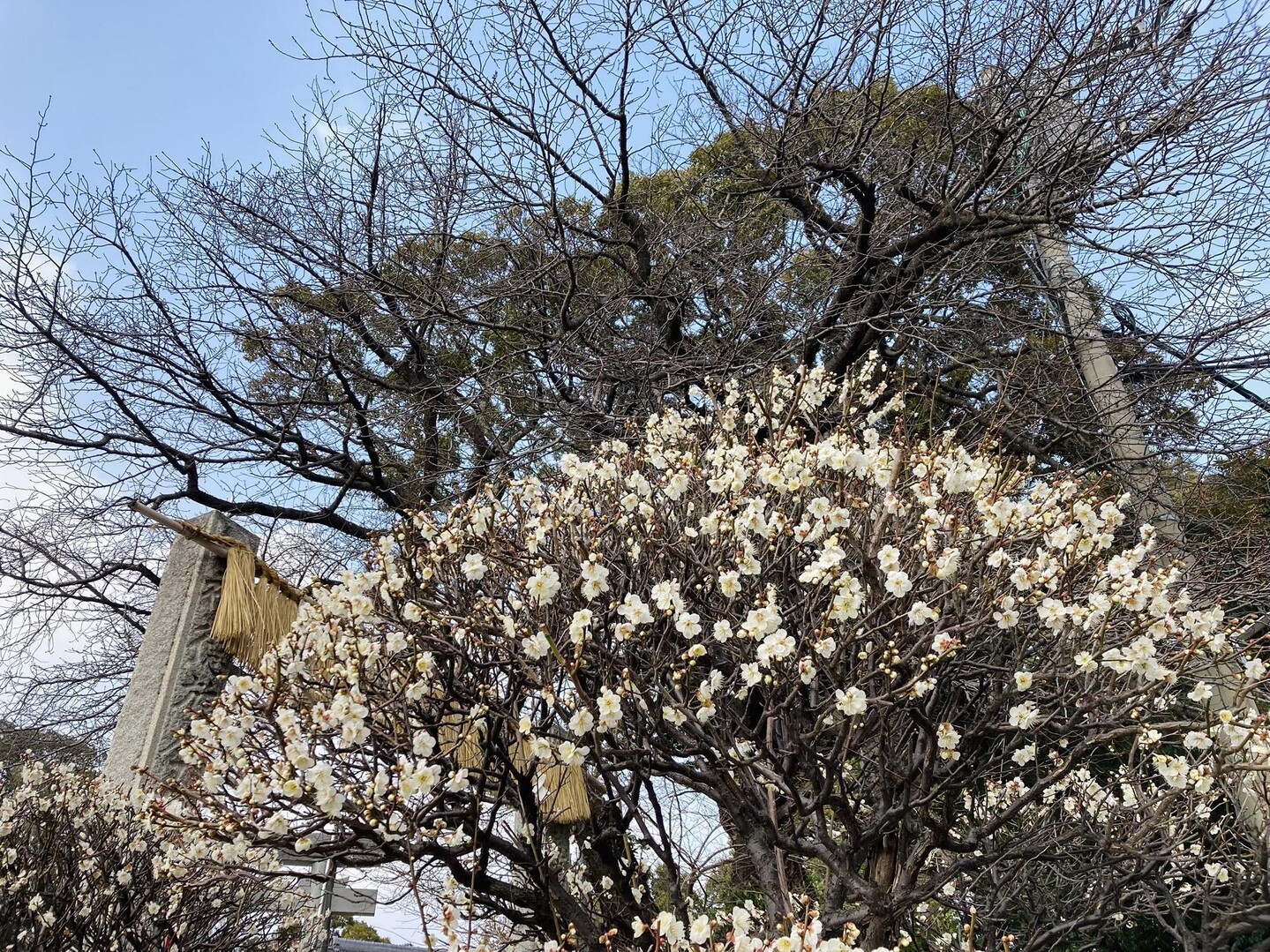 足首を痛め、大事をとり山に行かず 散歩 ... / wara2さんのモーメント | YAMAP / ヤマップ