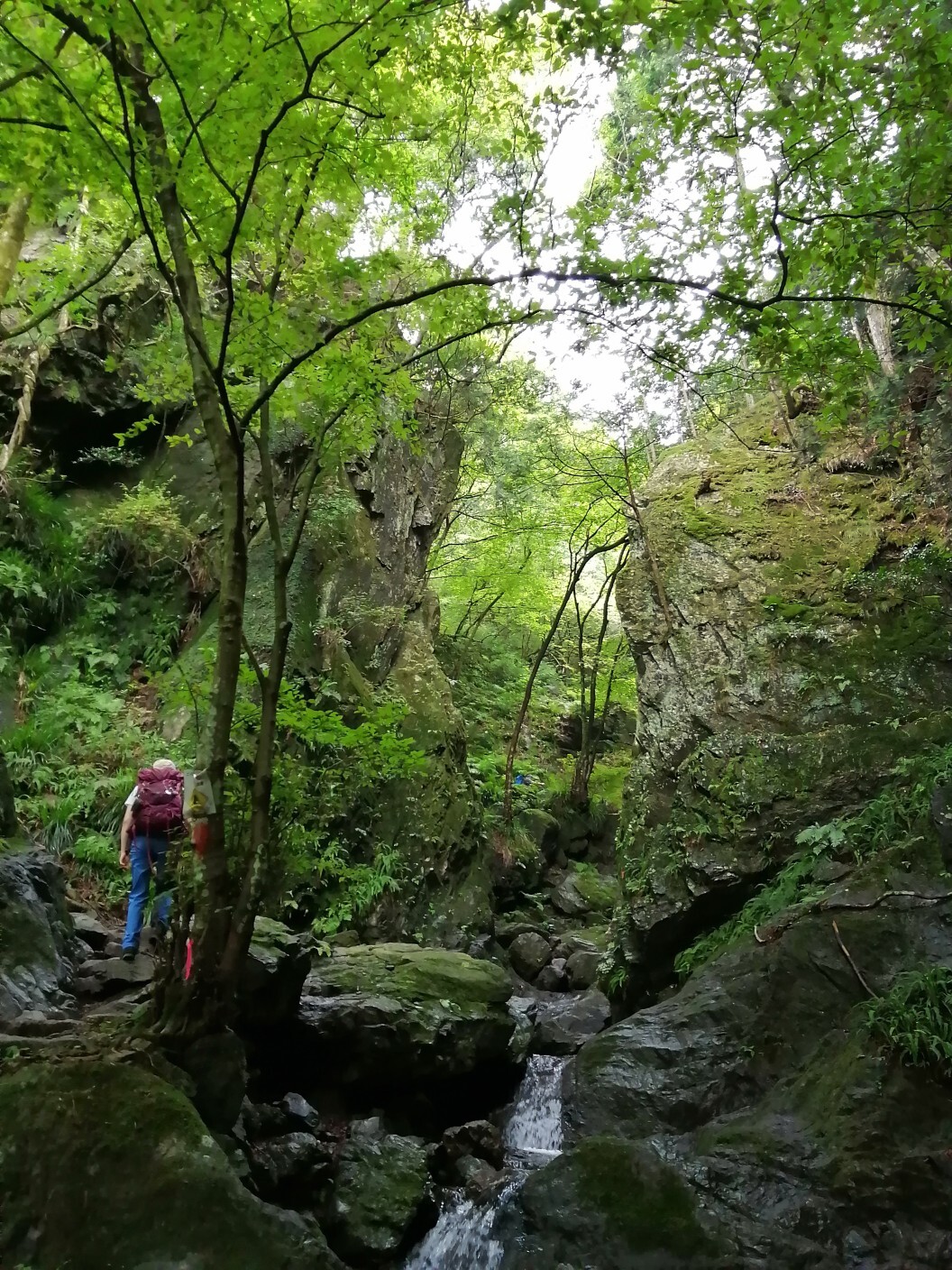 棒ノ嶺(棒ノ折山) / SHU-HEYさんの棒ノ折山（棒ノ嶺）の活動データ | YAMAP / ヤマップ
