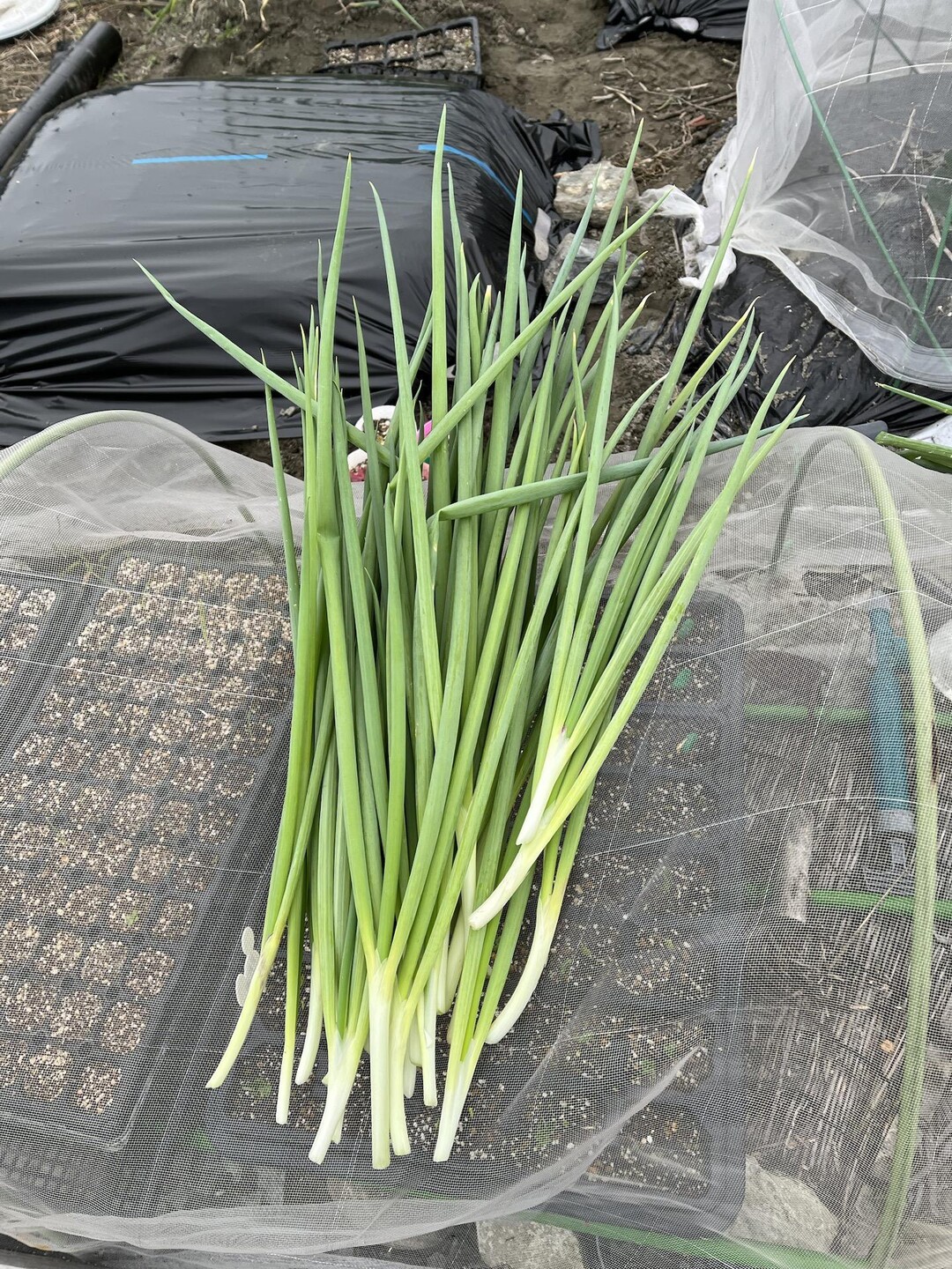 山でのトレーニング後は畑でお芋🍠＆青ネ... / yumiさんのモーメント | YAMAP / ヤマップ