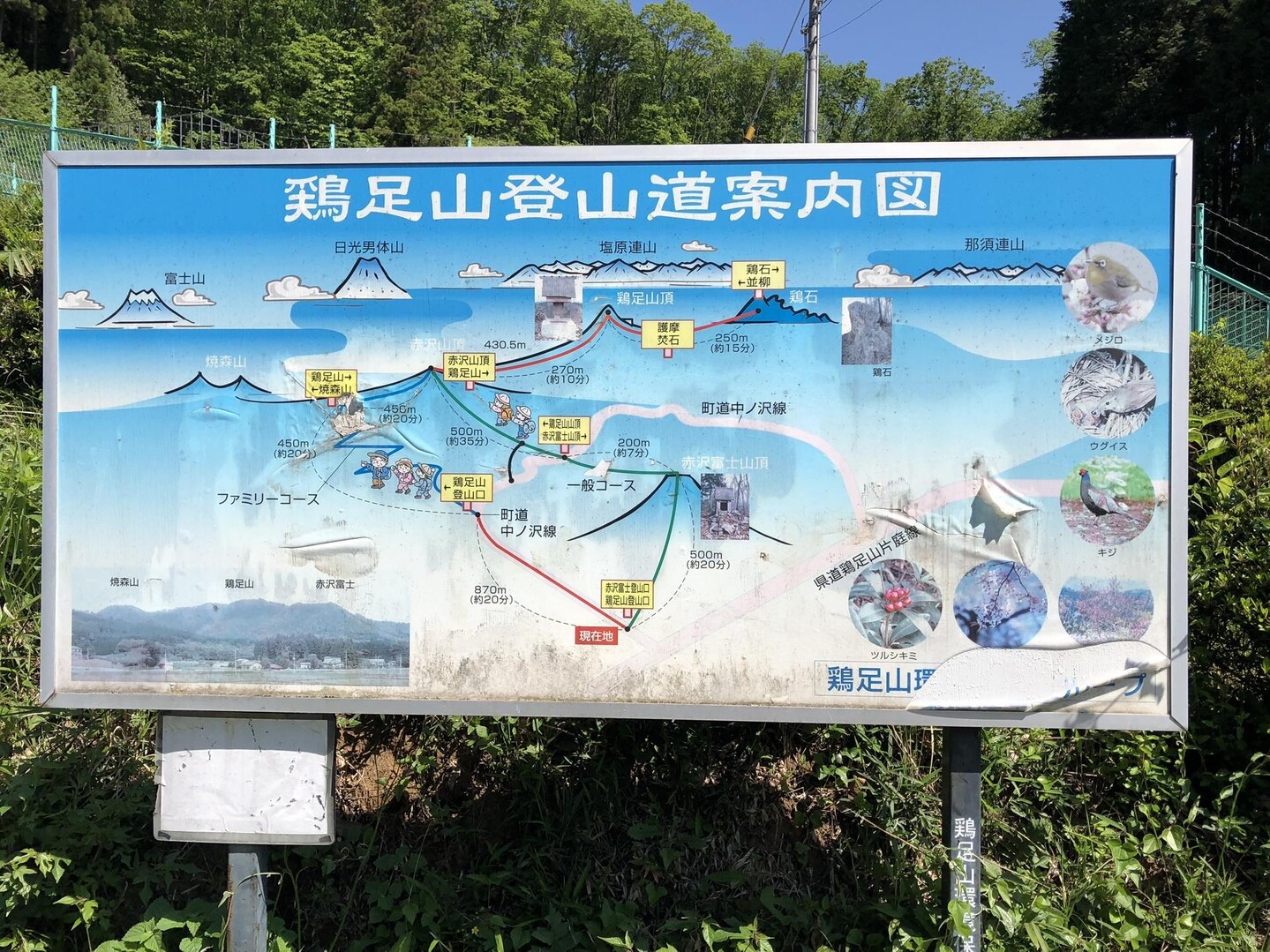 焼森山・鶏足山 / チョコリコさんの焼森山・鶏足山の活動データ | YAMAP / ヤマップ