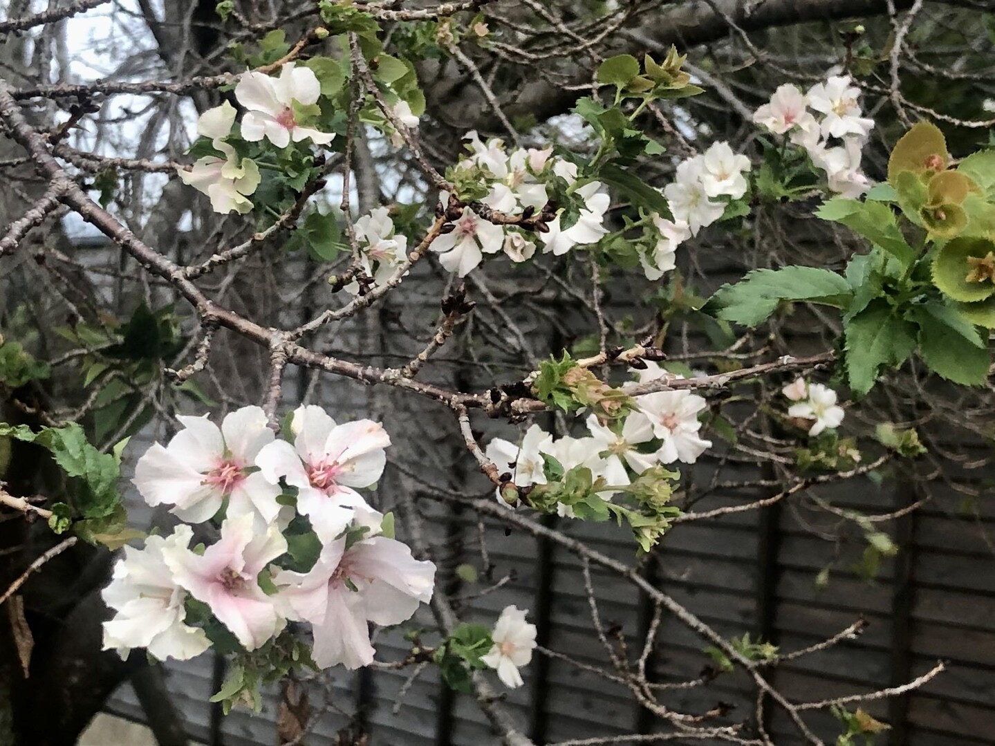 山鹿灯篭祭りで知られる山鹿温泉♨️、温泉... / Red-RAV4💫さんのモーメント | YAMAP / ヤマップ