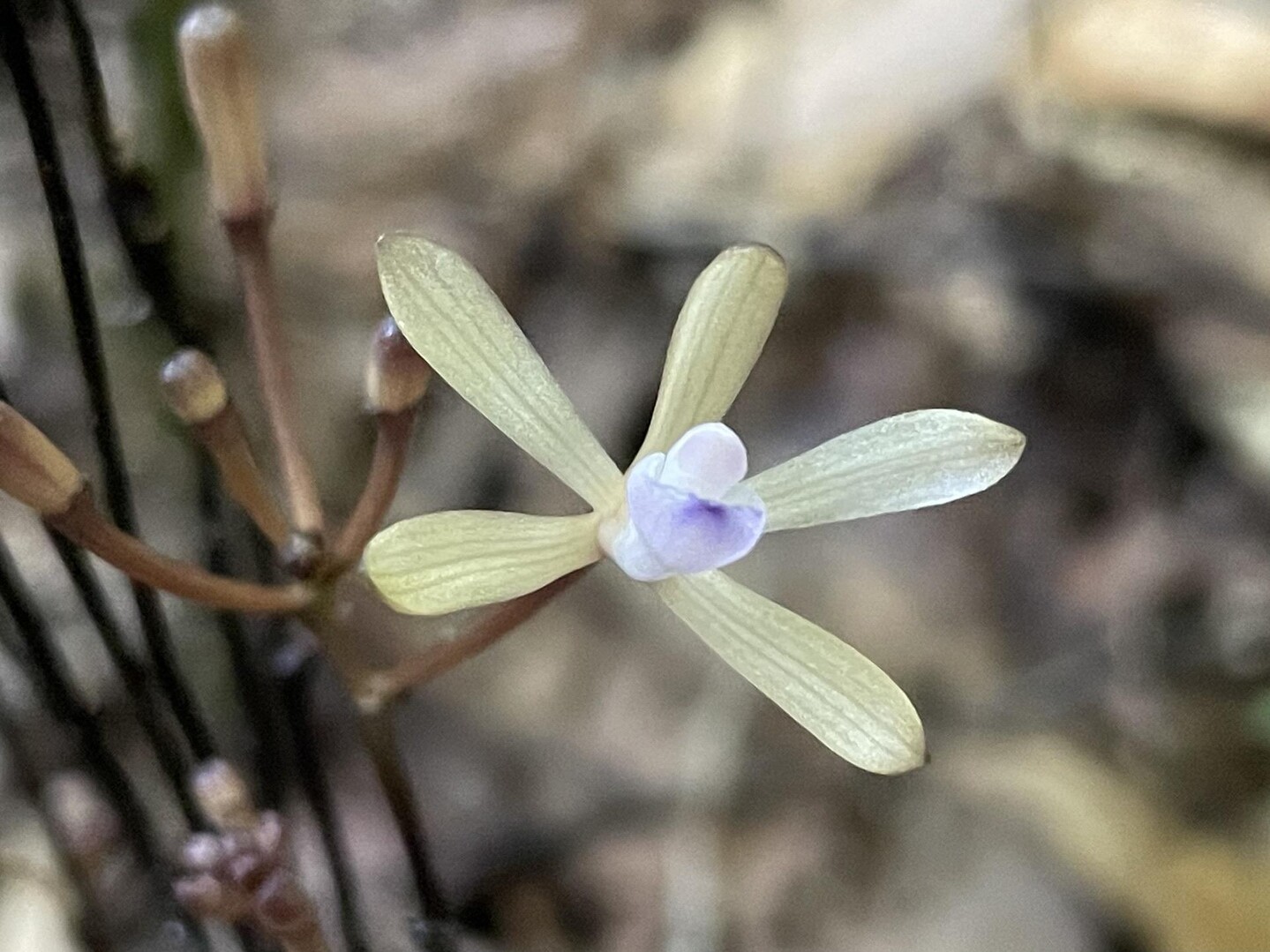 2024年7月下旬、トサノクロムヨウラン... / otaksaさんのモーメント | YAMAP / ヤマップ