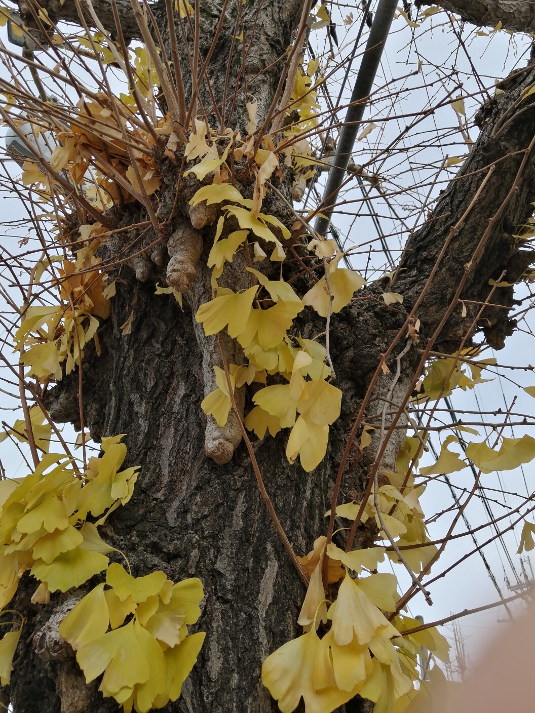 いつも通る道のイチョウの木。何気なく見上... / kyoukoさんのモーメント | YAMAP / ヤマップ