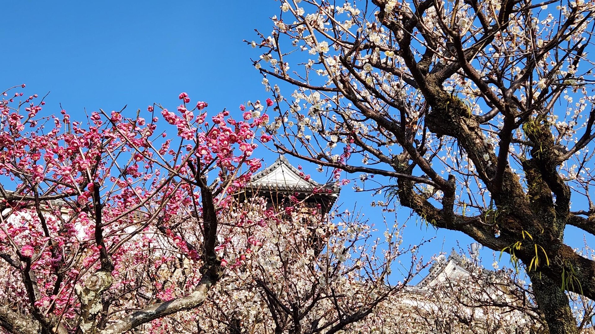 大高坂山（高知城） / gyamiさんの鷲尾山・皿ヶ峰・宇津野山の活動データ | YAMAP / ヤマップ
