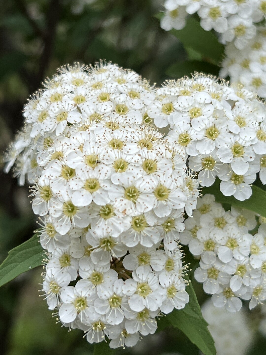 先週肋骨骨折したので山にも行けず皆さんの... / tontonさんのモーメント | YAMAP / ヤマップ