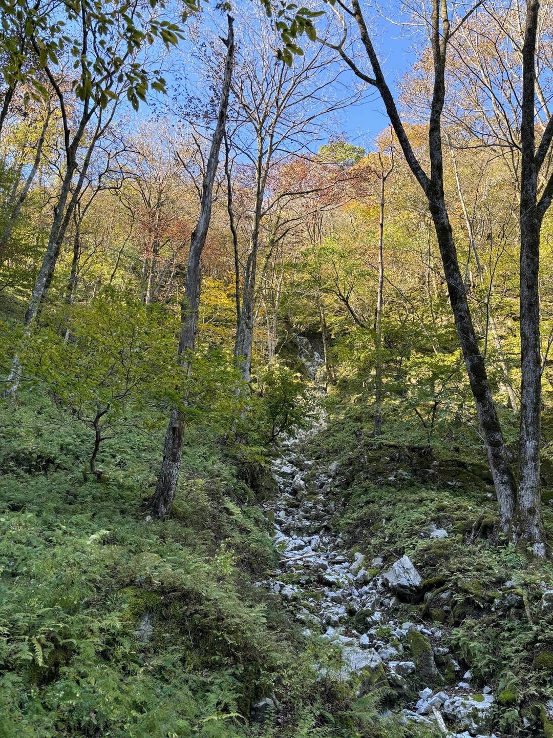 御池岳・鈴北岳周回 / fuku.amuさんの天狗堂の活動データ | YAMAP / ヤマップ
